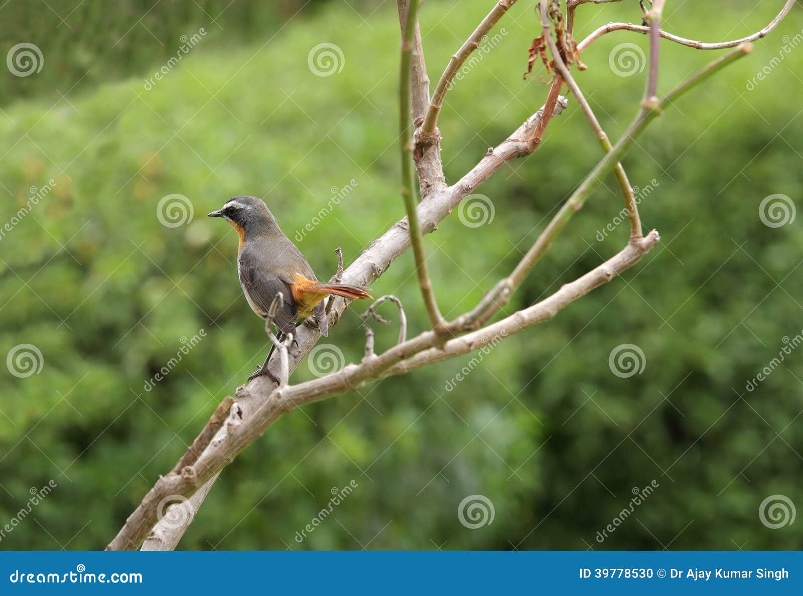 A Beautiful Cape Robin-Chat Bird, Kenya Stock Photo - Image of winged ...