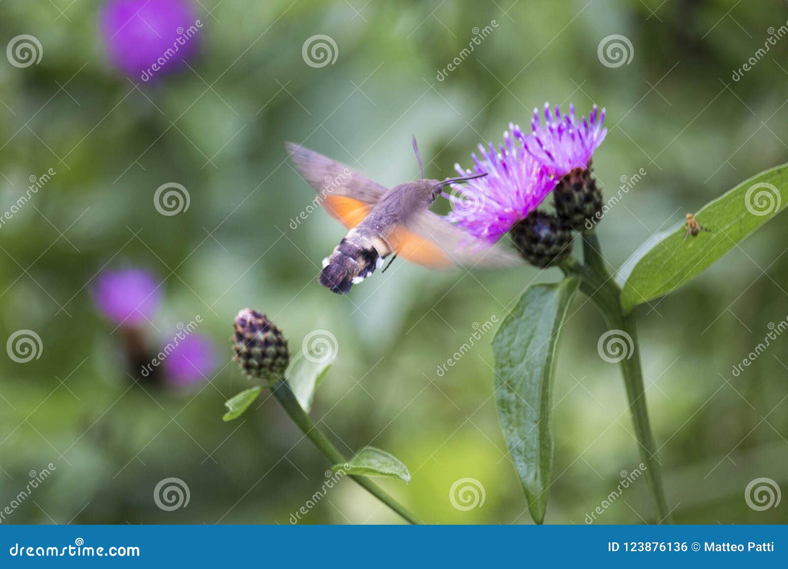 Isolated Lepidoptera Sphingidae Stock Photo - Image of clover, flower ...