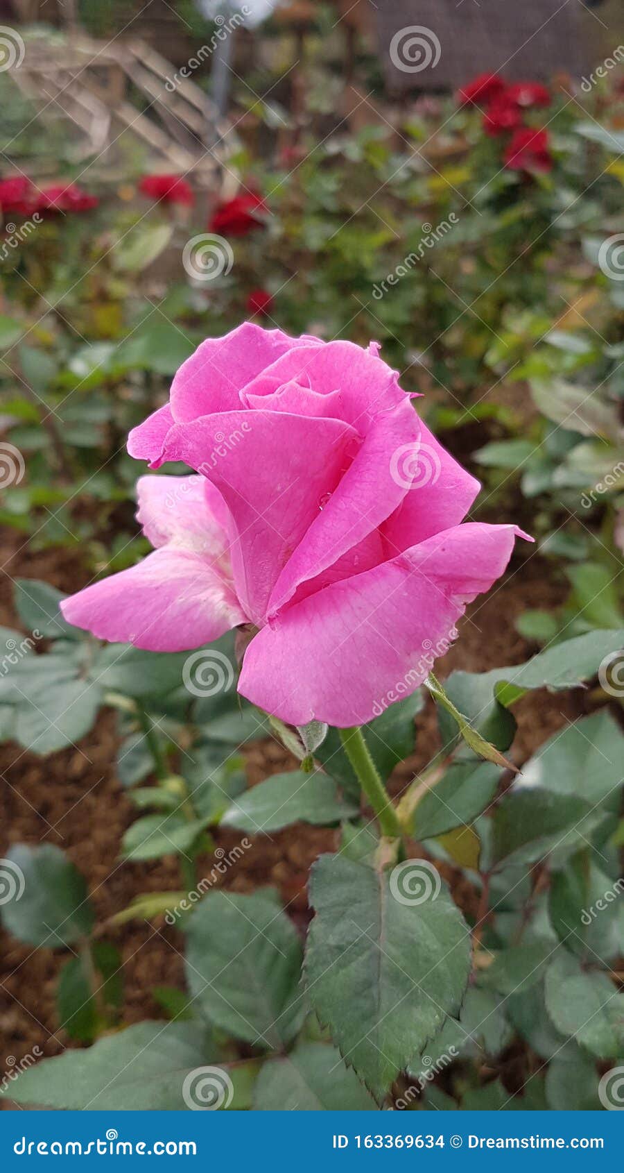 Beautiful Capture of Pink Colored Rose Stock Photo - Image of capture ...