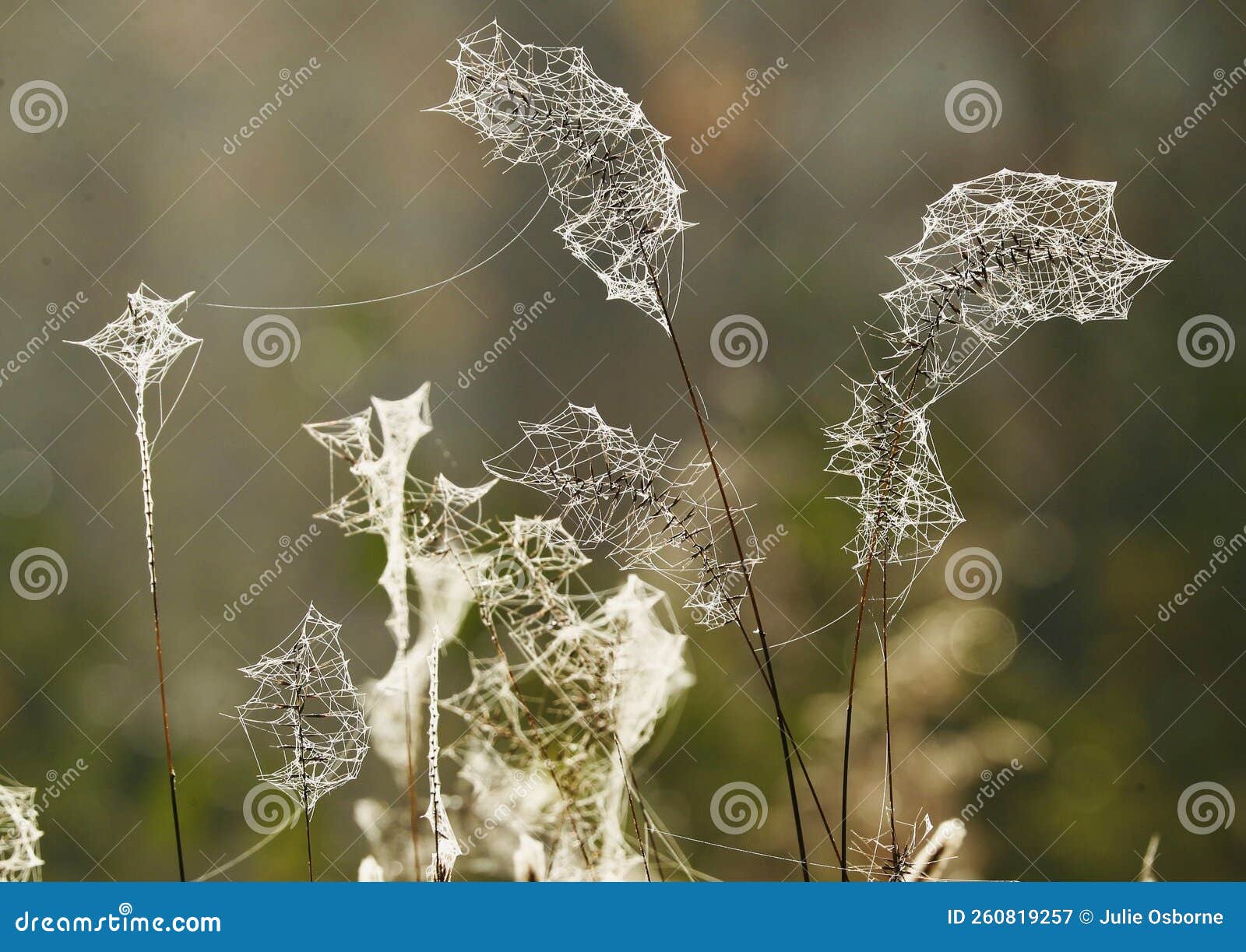 Spider web art stock image. Image of tree, fall, freezing - 260819257