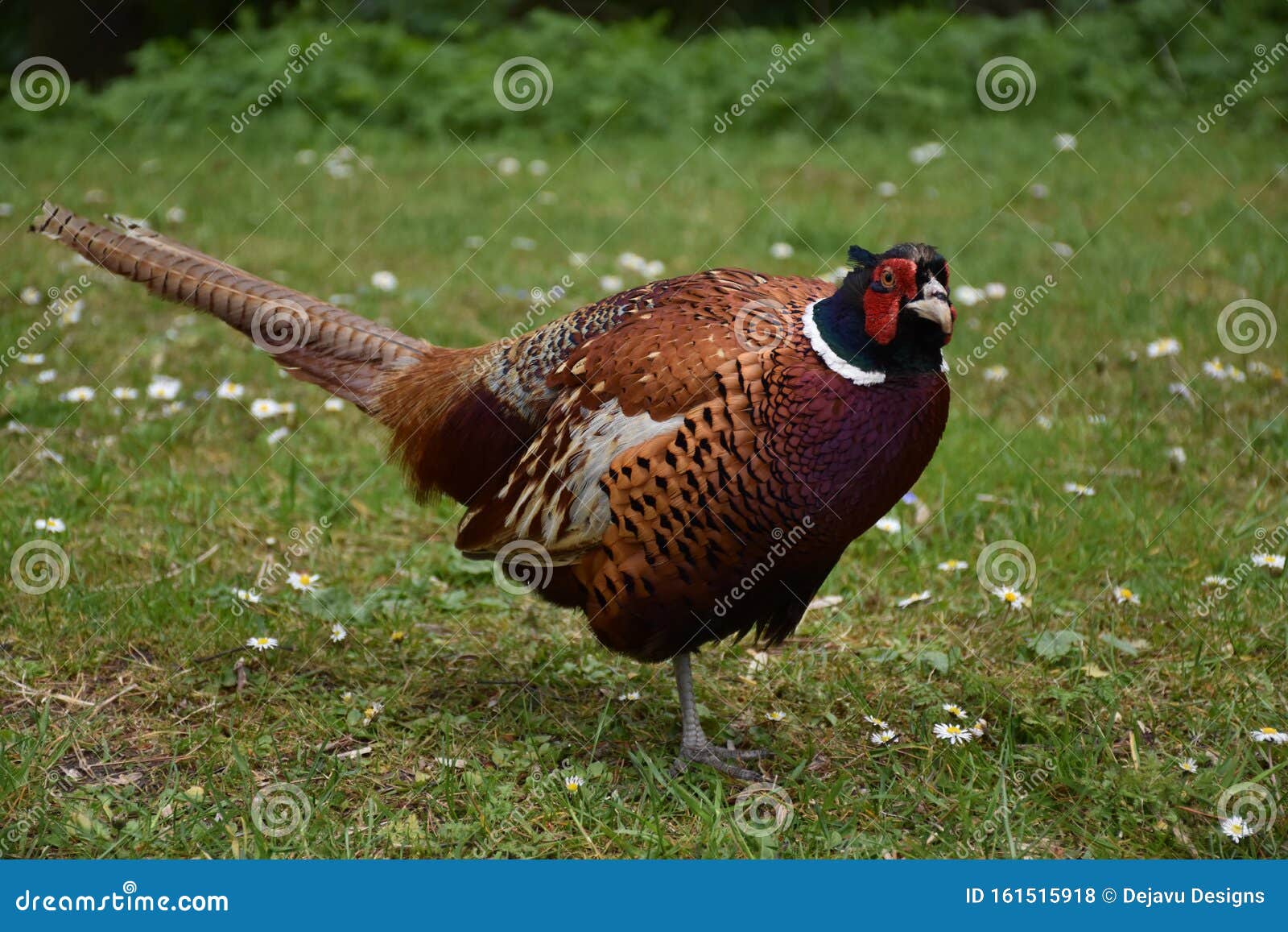 Beautiful Capture of a Wild Pheasant in England Stock Photo - Image of ...