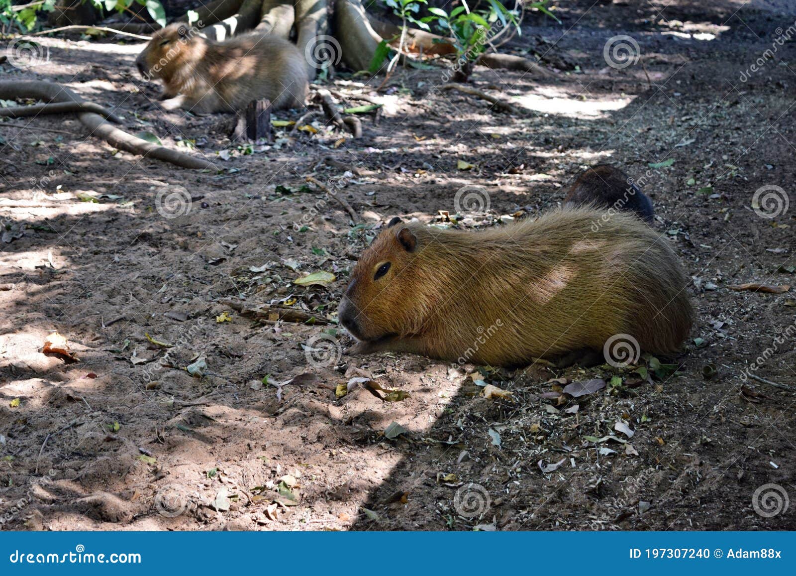 Beautiful Capybara Grazing on the Ground Stock Photo - Image of ...