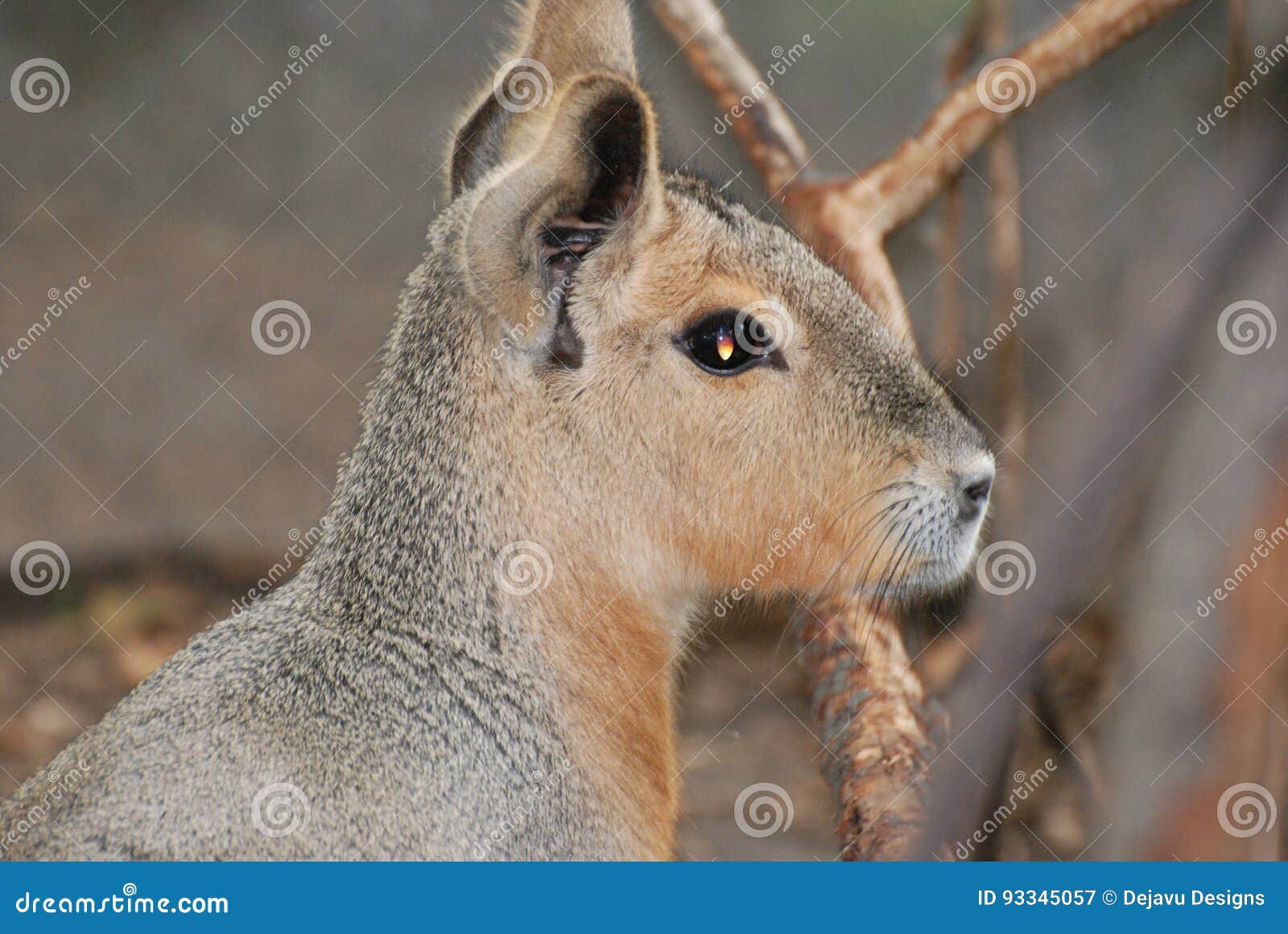 Beautiful Capybara Profile Up Close and Personal Stock Image - Image of ...