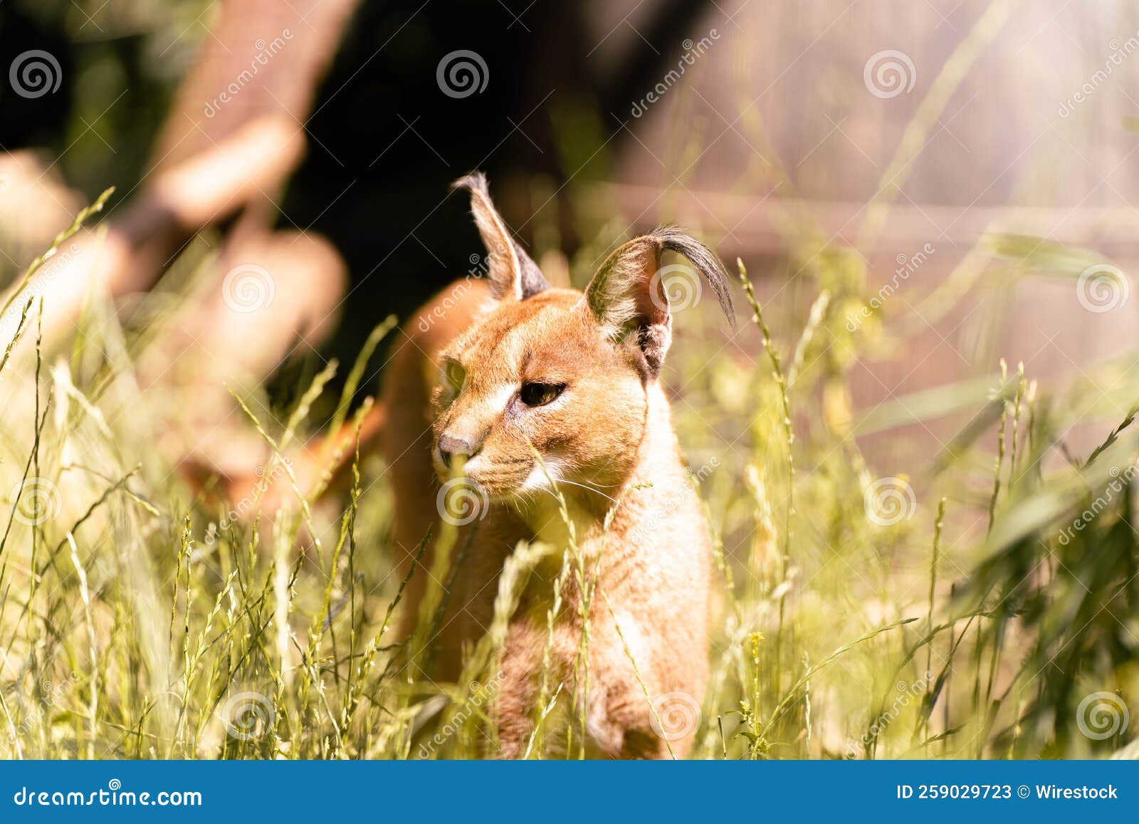 Beautiful Caracal in the Zoo. Stock Image - Image of african, mammal ...