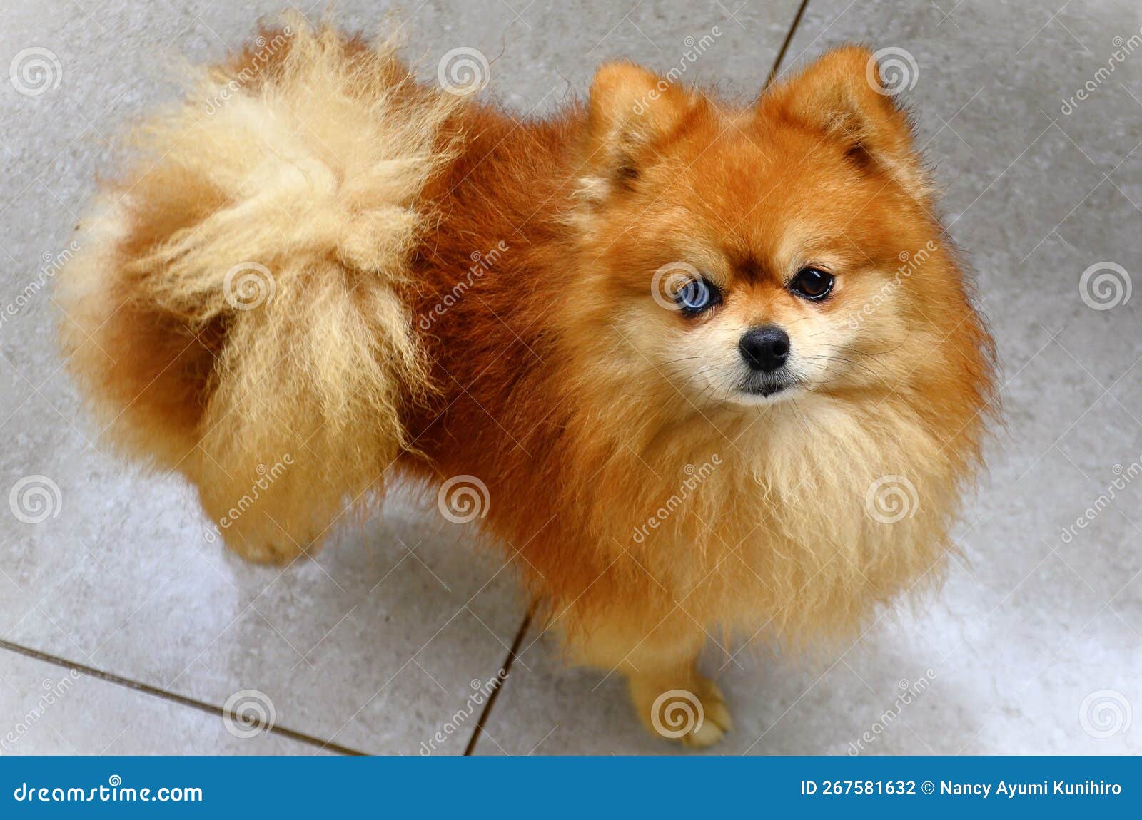 Beautiful Caramel Colored Dwarf German Spitz with One Blue and One ...