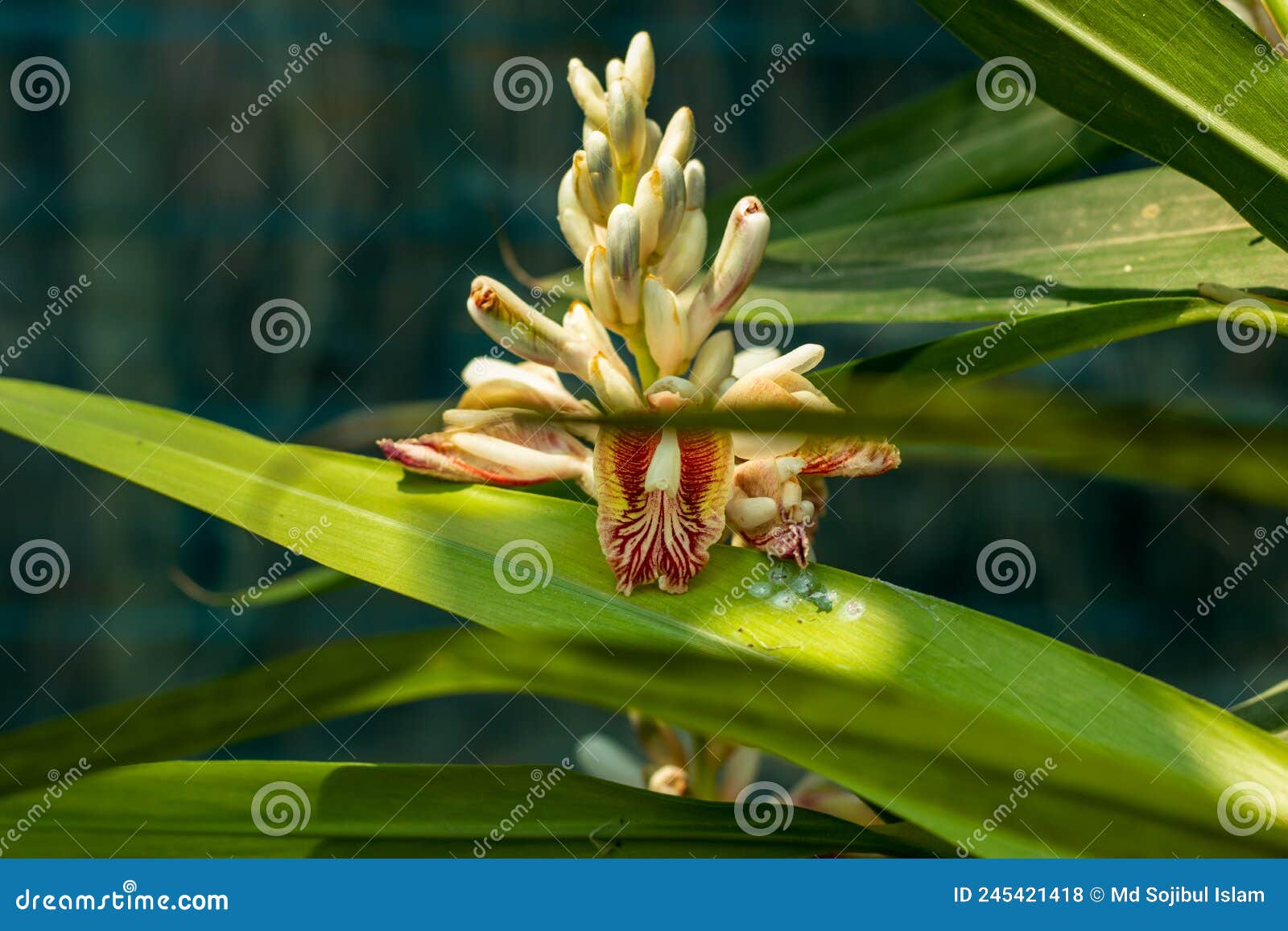 This is a Beautiful Cardamom Flower that Horizontal Stems Stock Photo ...