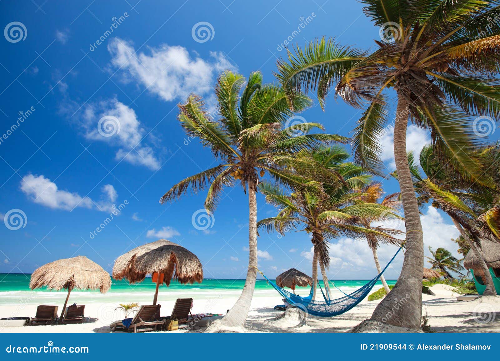 Beautiful Caribbean beach stock photo. Image of palmtree - 21909544