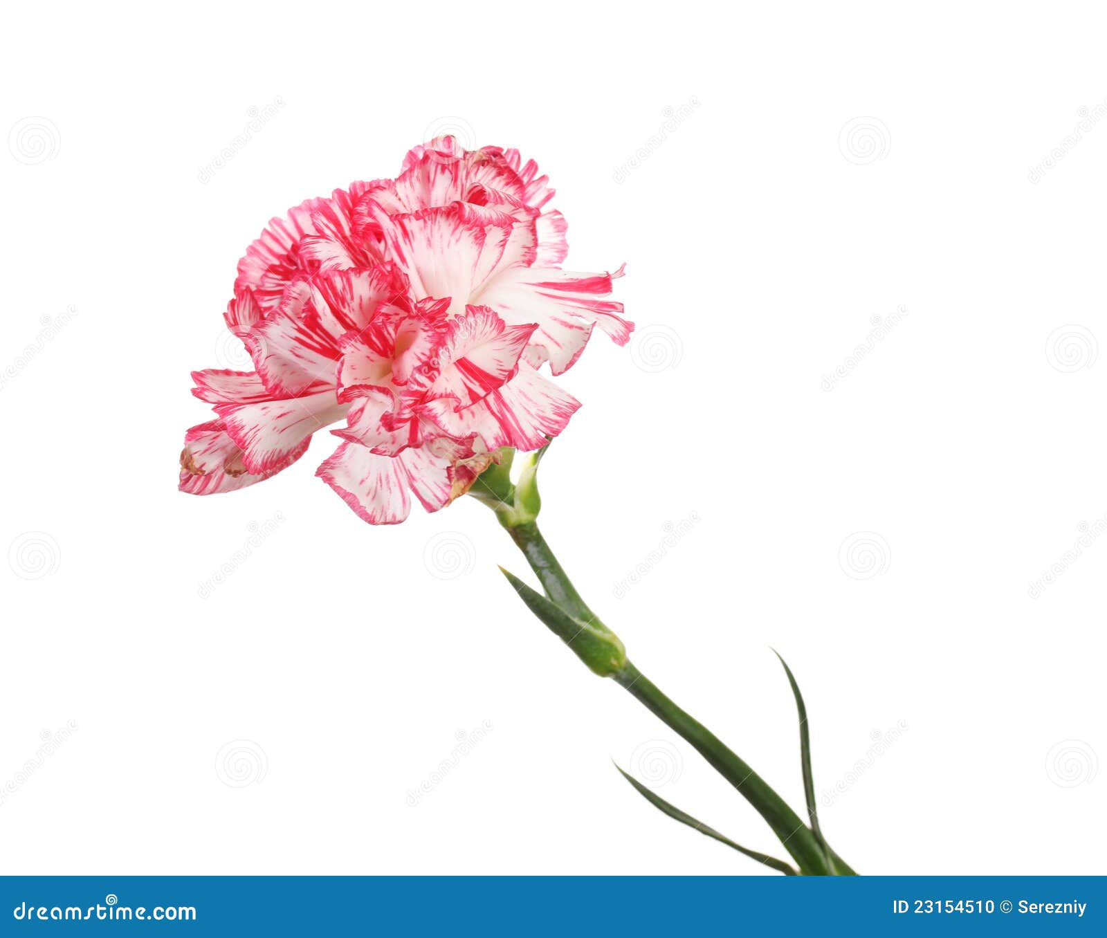 Beautiful carnation stock photo. Image of plant, love - 23154510