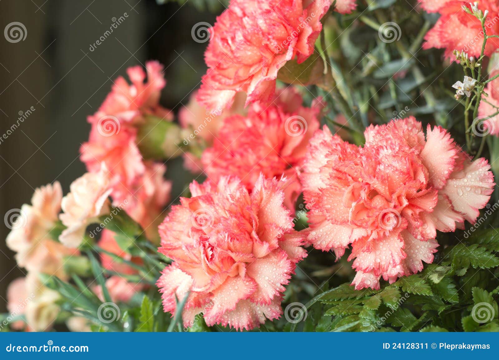 Beautiful carnation stock image. Image of botanical, beauty - 24128311