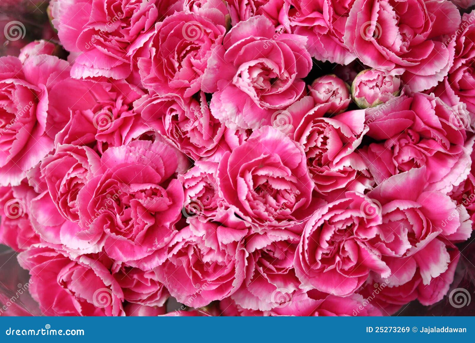 Beautiful carnation stock image. Image of bloom, bouquet - 25273269