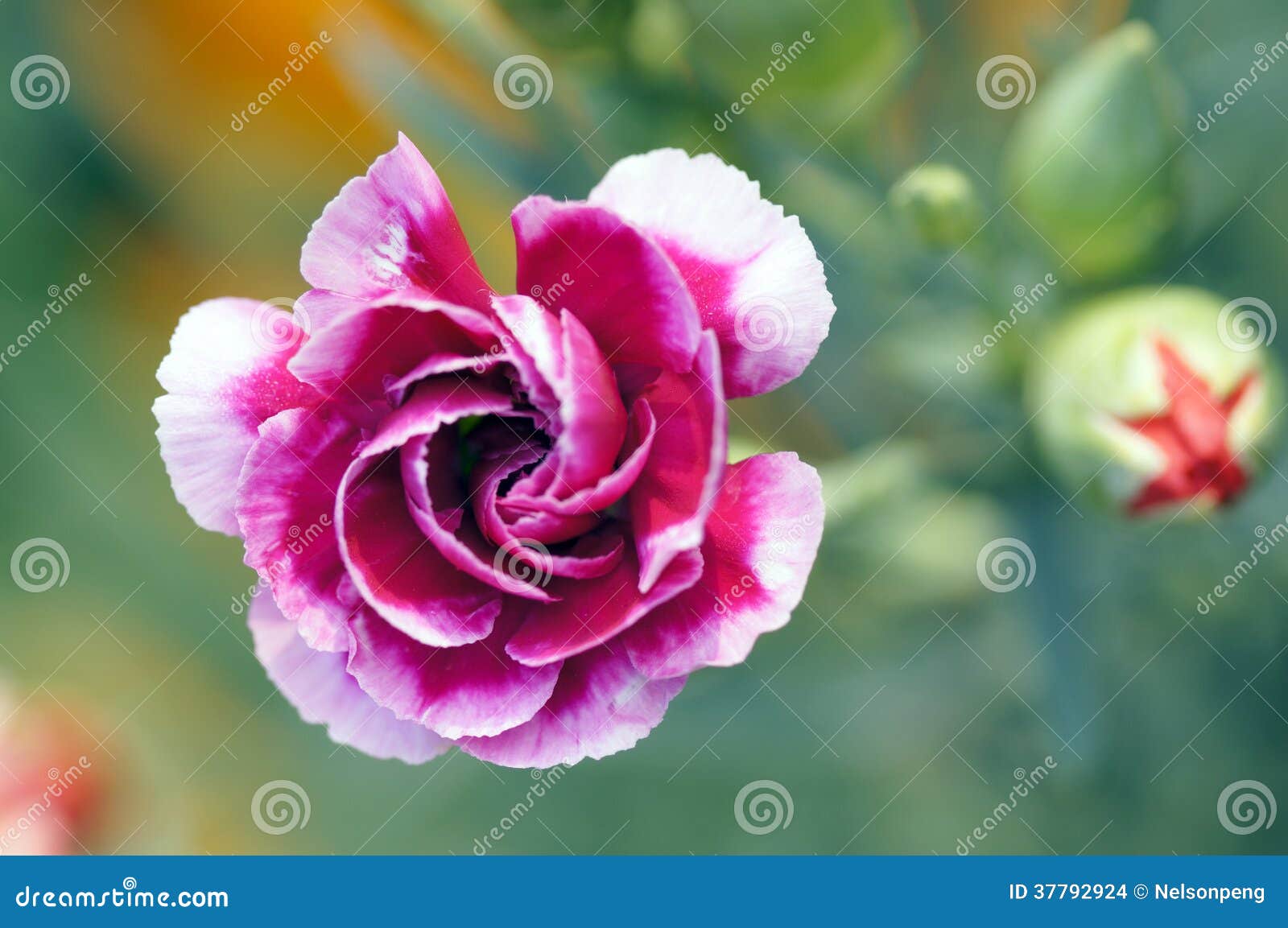 Beautiful carnation flower stock photo. Image of plants - 37792924