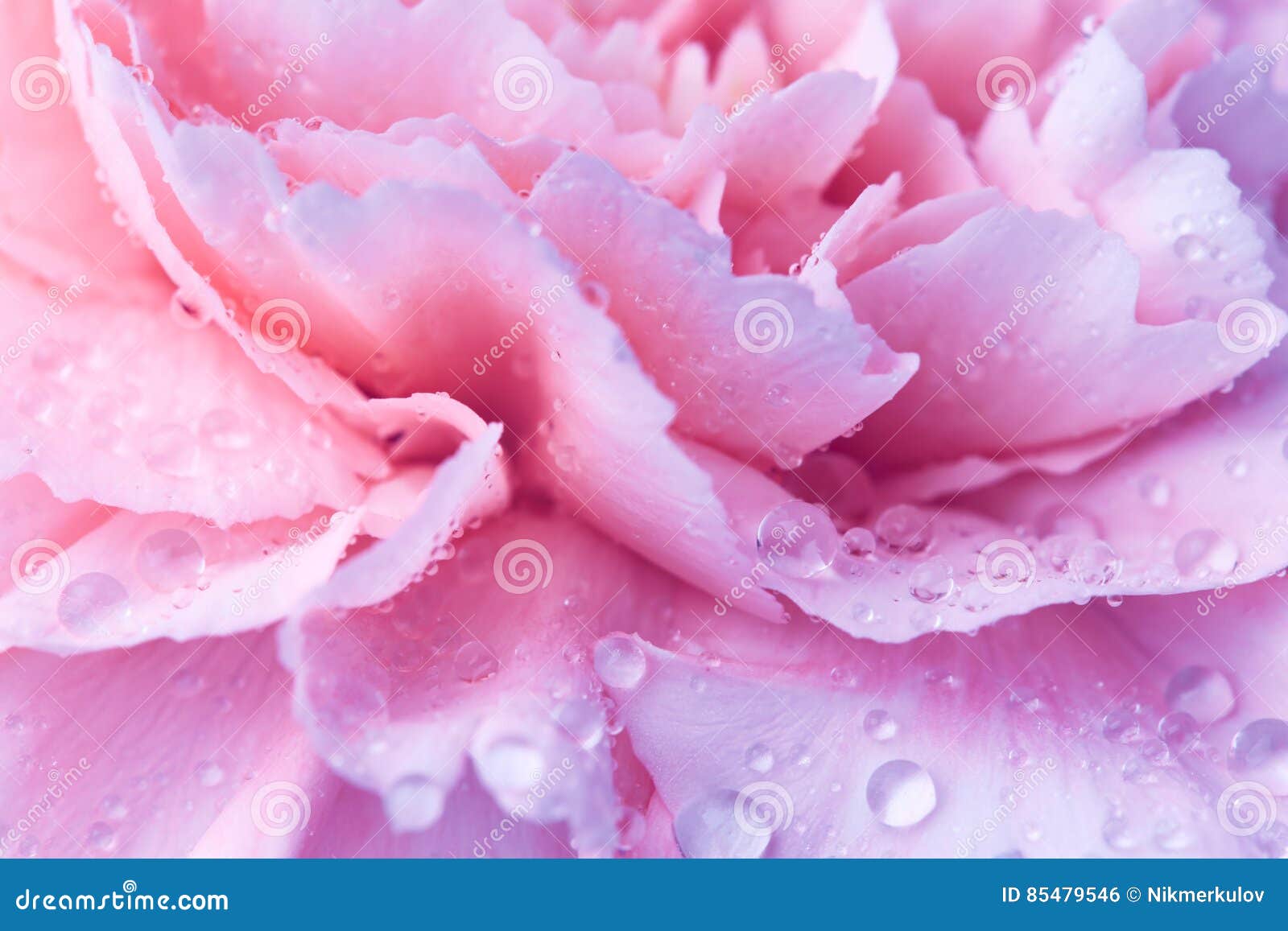 Beautiful Carnation Flower with Drops of Water Stock Photo - Image of ...