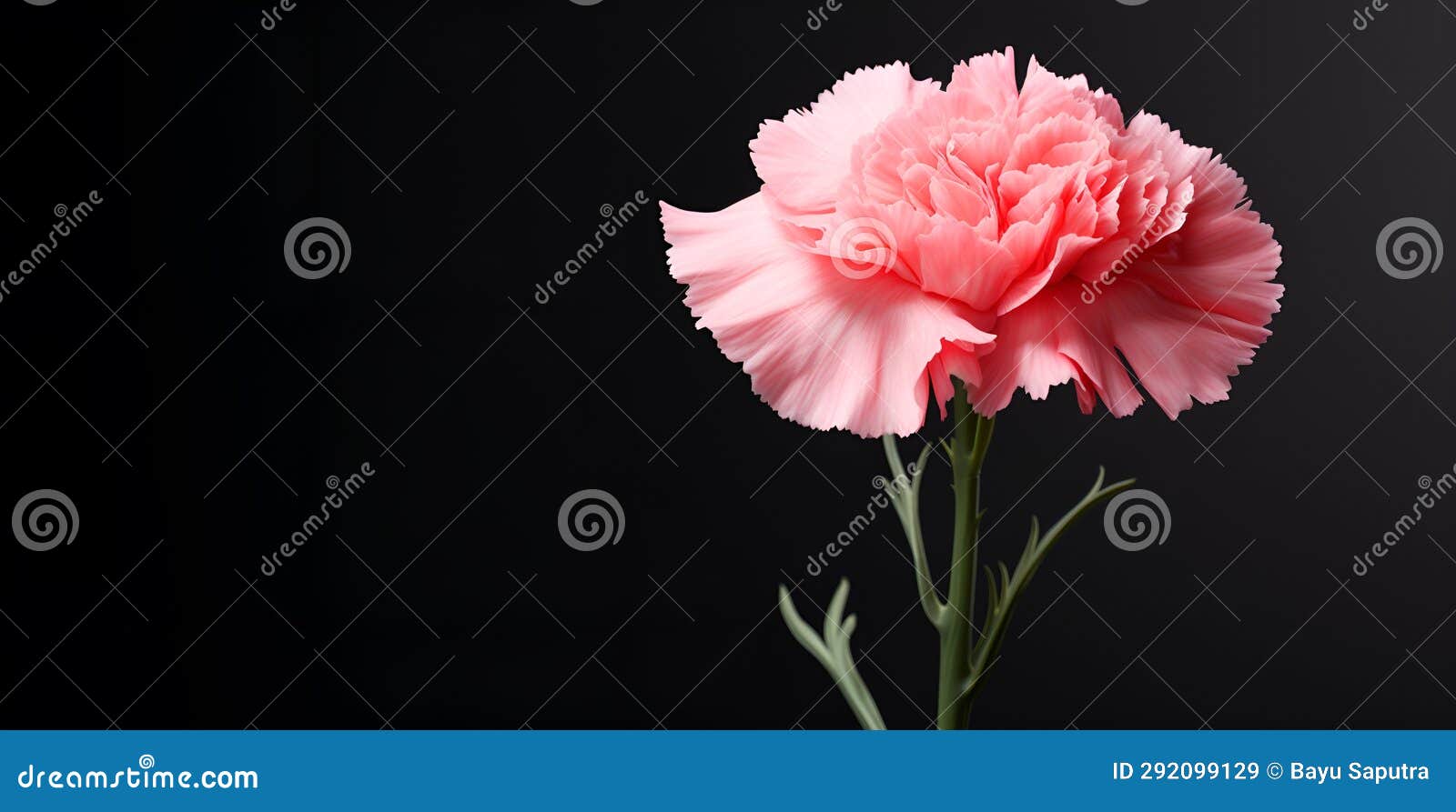 Beautiful Carnation Flower Macro Blank Space, Ai Generative Stock ...