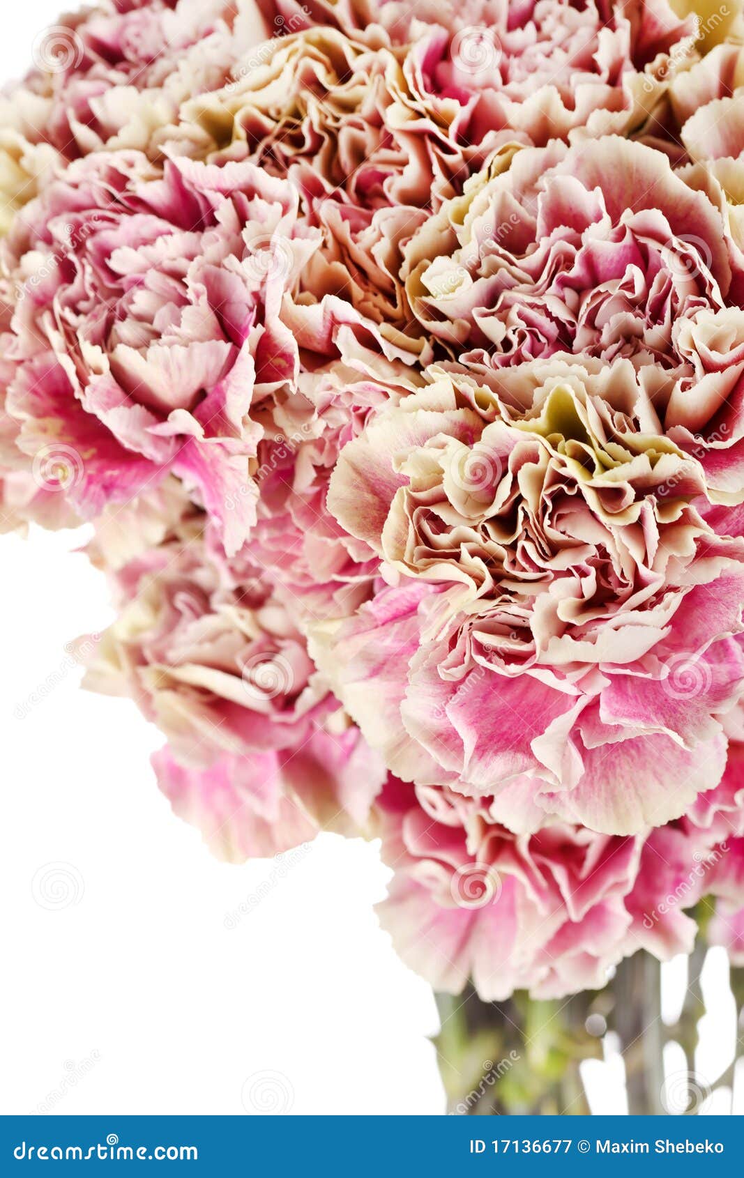 Beautiful Carnation Flowers Stock Image - Image of carnation, petal ...