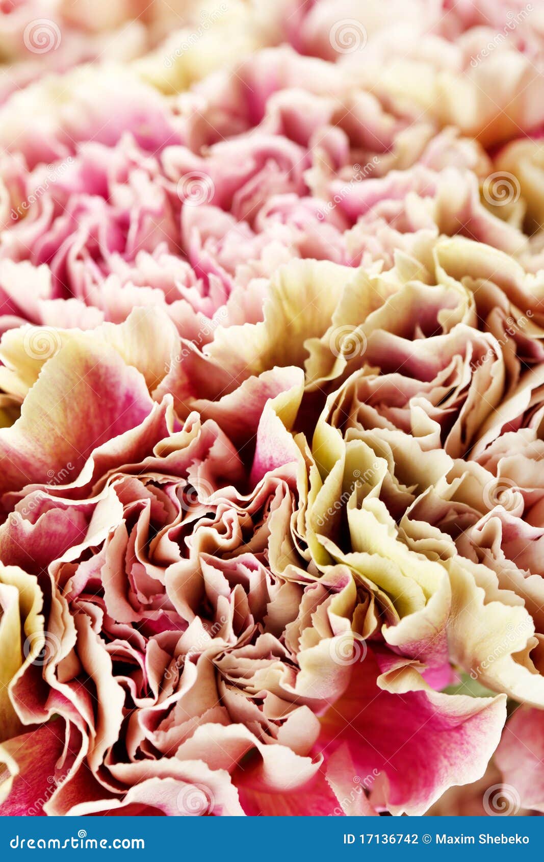 Beautiful Carnation Flowers Stock Photo - Image of botanical, bloom ...