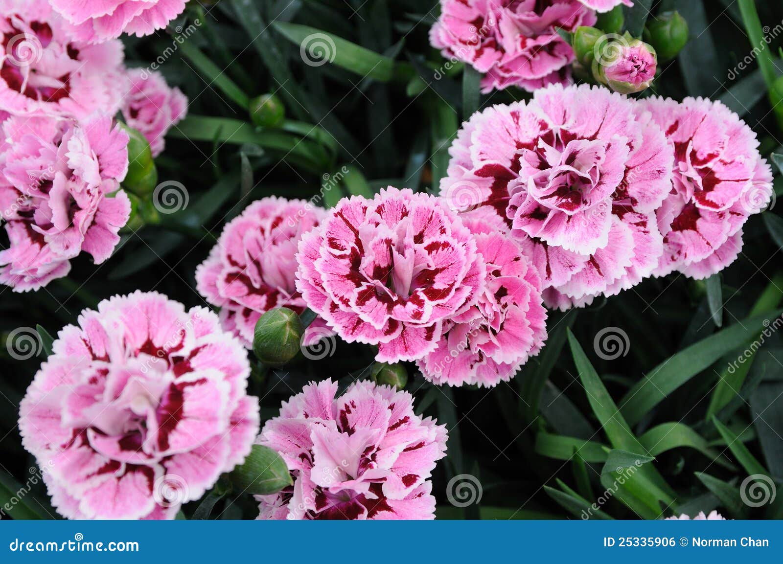 Beautiful Carnation Flowers Stock Photo - Image of petal, carnation ...
