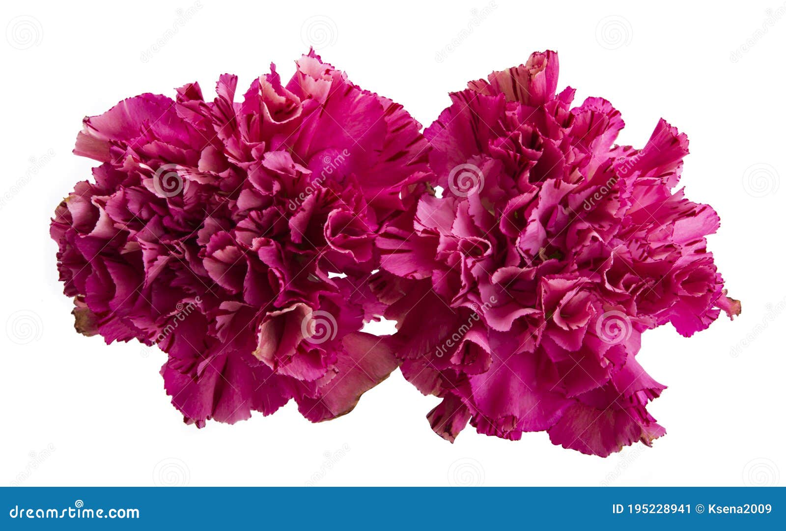 Beautiful Carnation Flowers Isolated on White Background Stock Image ...