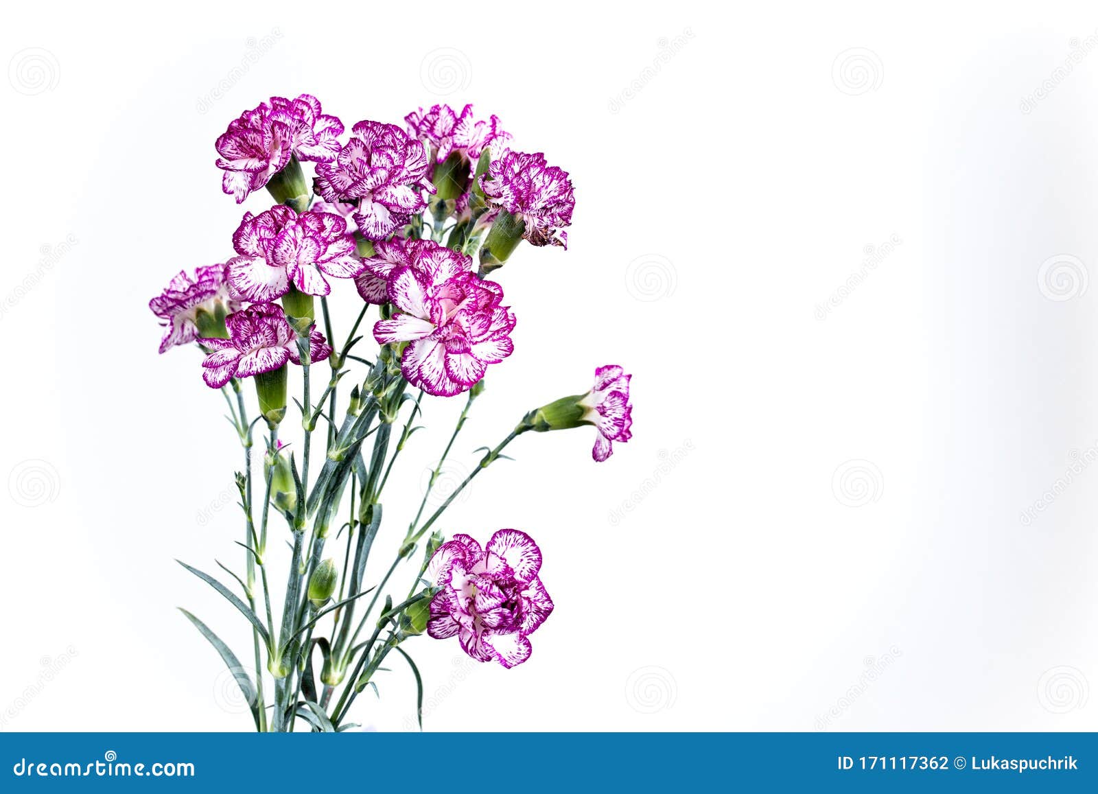 Beautiful Carnation Flowers Isolated on White Background Stock Photo ...