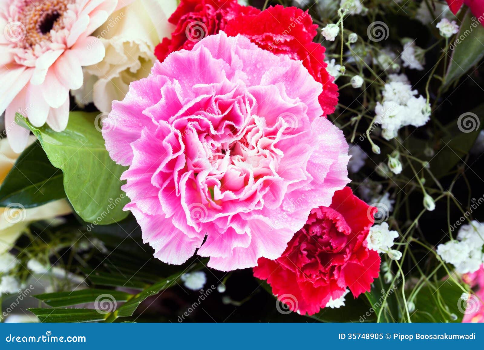 Beautiful Carnation and Gerbera Flowers. Stock Image - Image of ...