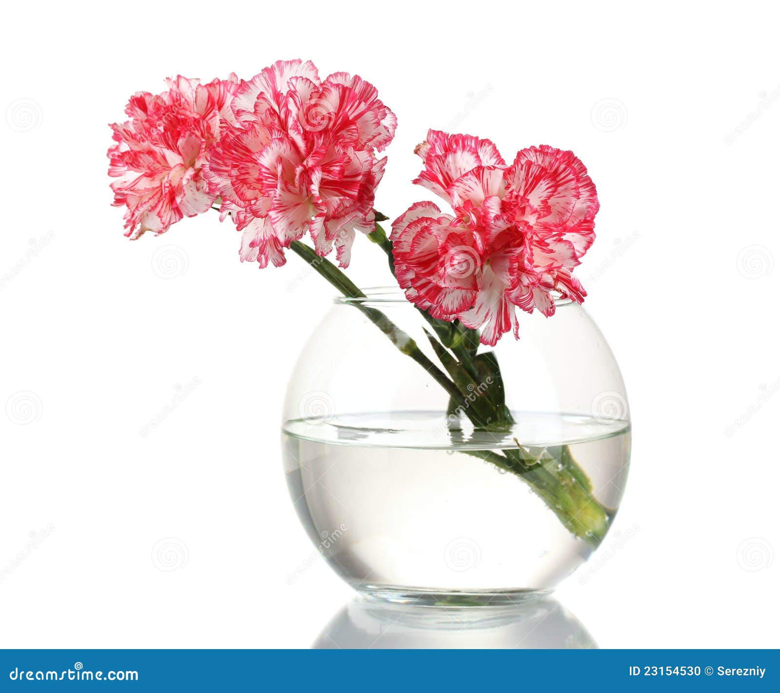 Beautiful Carnations in Transparent Vase Stock Photo - Image of holiday ...