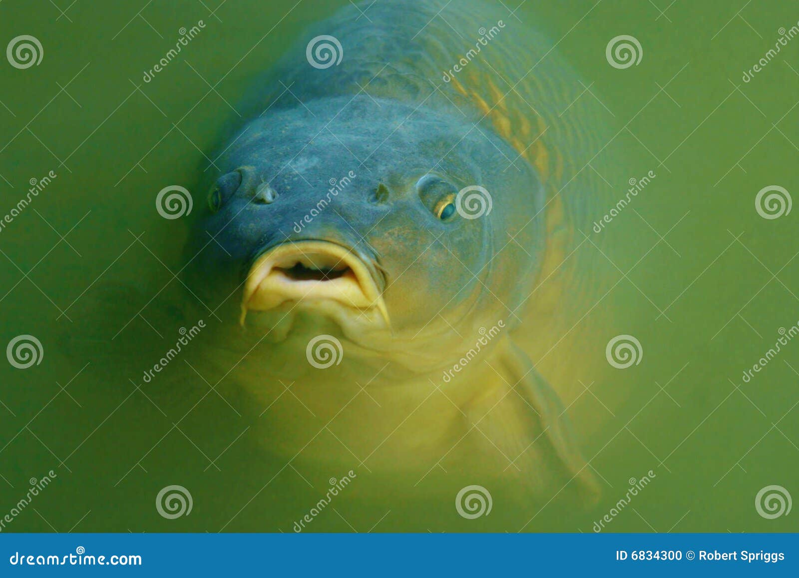 Beautiful Carp stock photo. Image of oriental, fish, recreation - 6834300