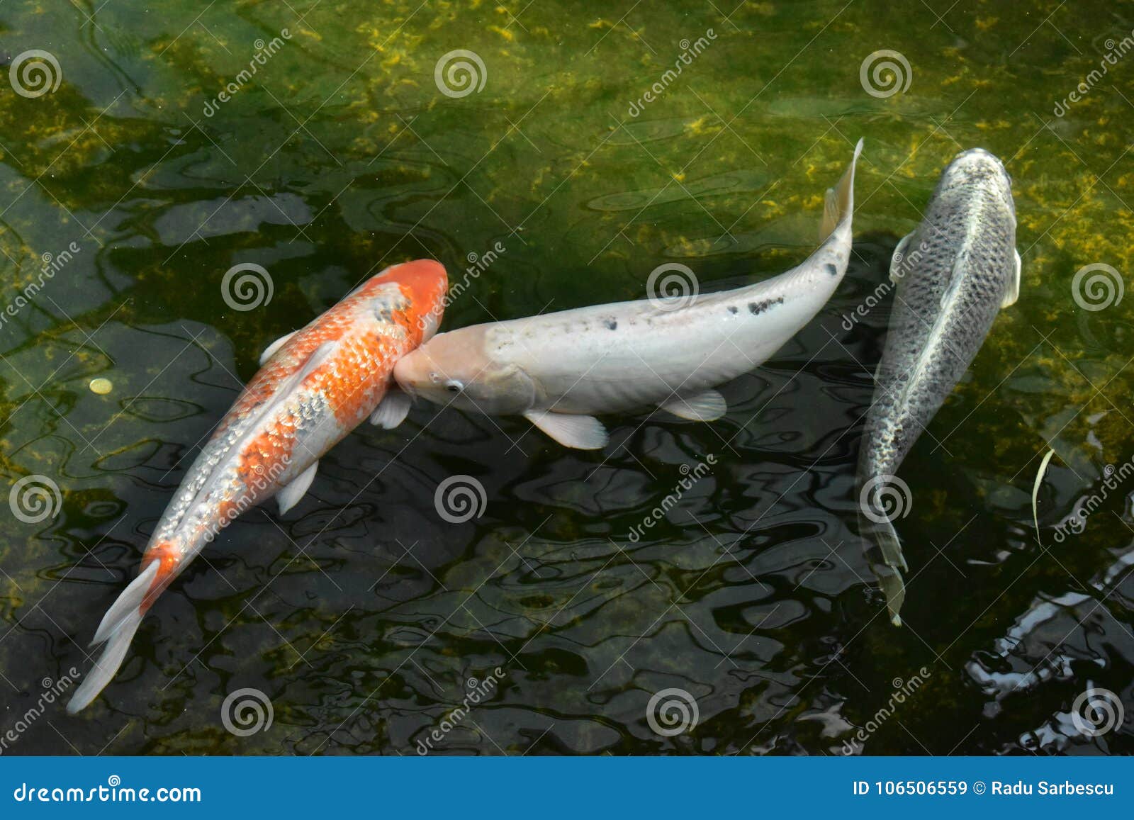 Beautiful carp fish stock image. Image of water, trout - 106506559