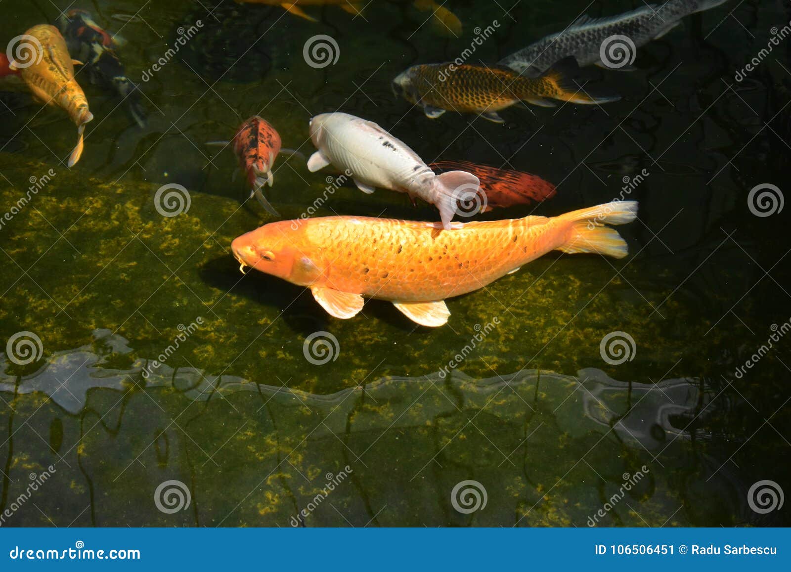 Beautiful carp fish stock image. Image of pond, carp - 106506451
