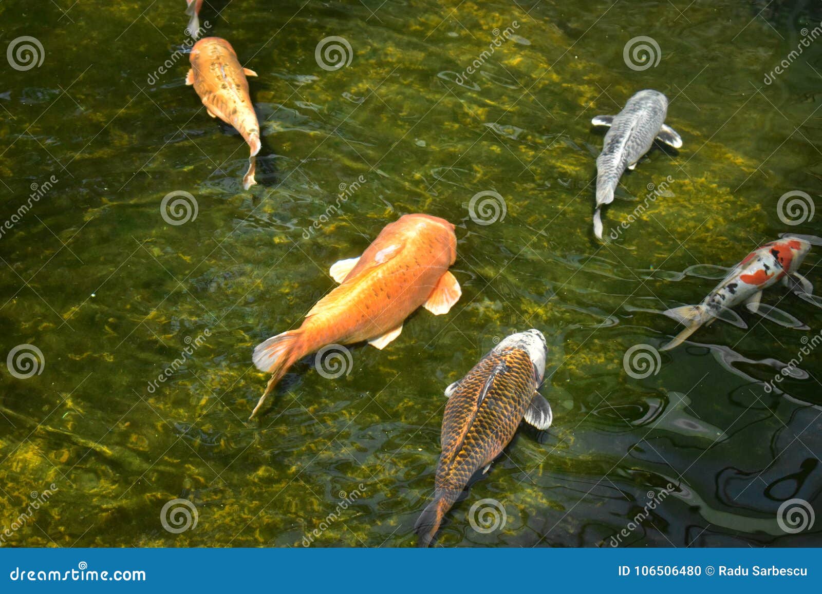 Beautiful carp fish stock photo. Image of carp, fauna - 106506480