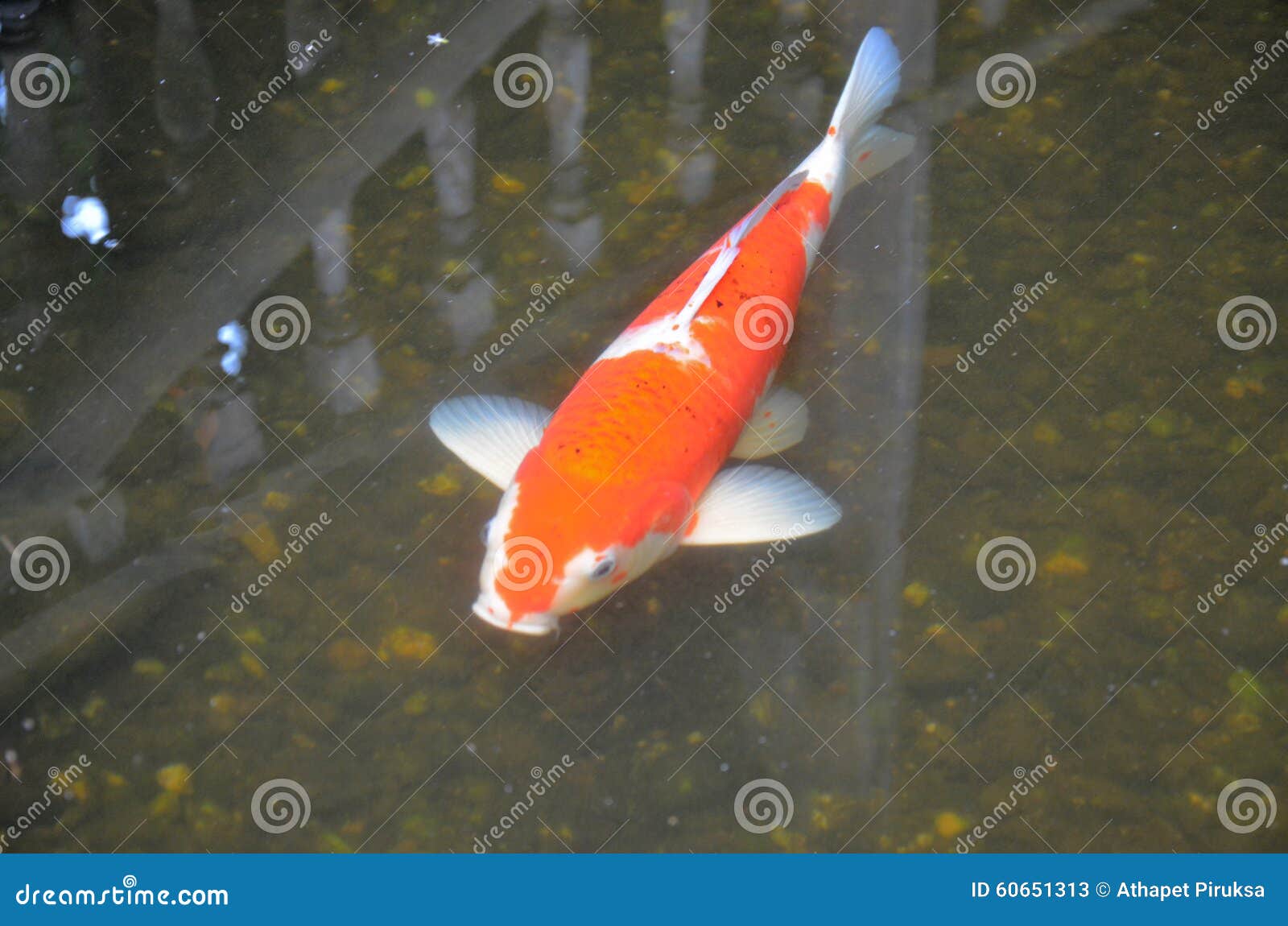Beautiful Carp Fish in Clear Water Stock Image - Image of orange ...