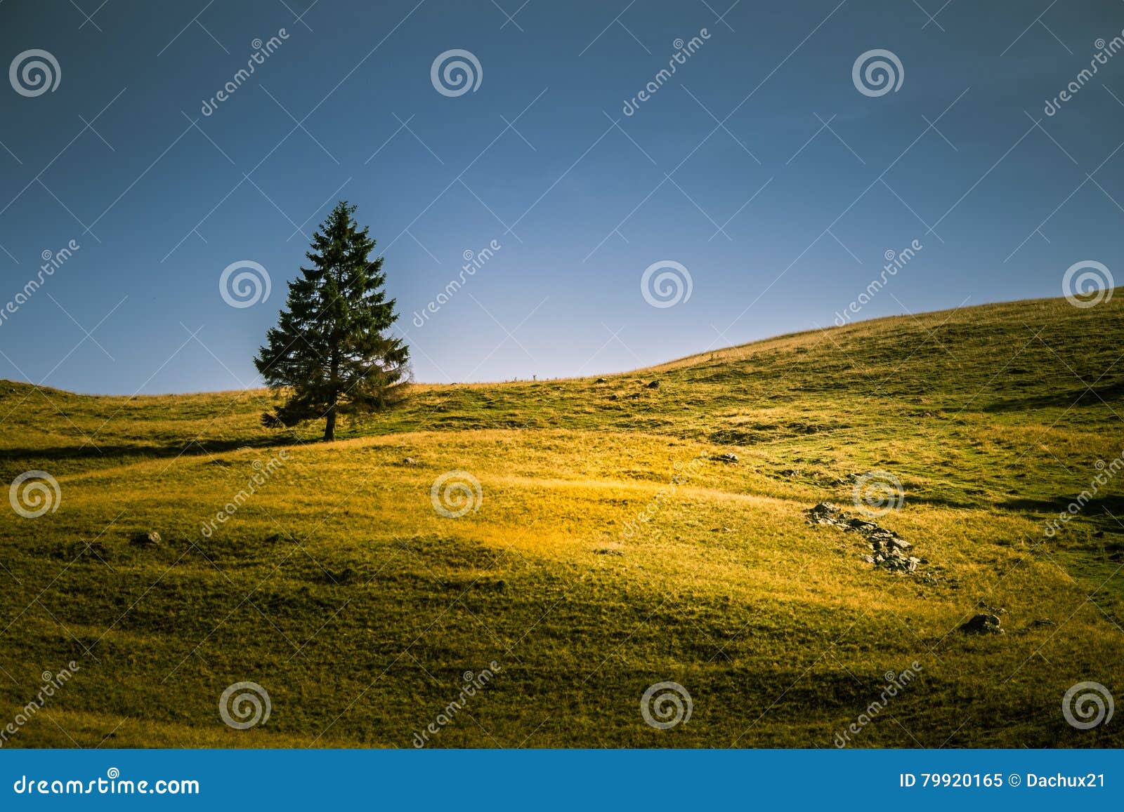 A Beautiful Carpathian Scenery with a Single Fir Tree Stock Image ...