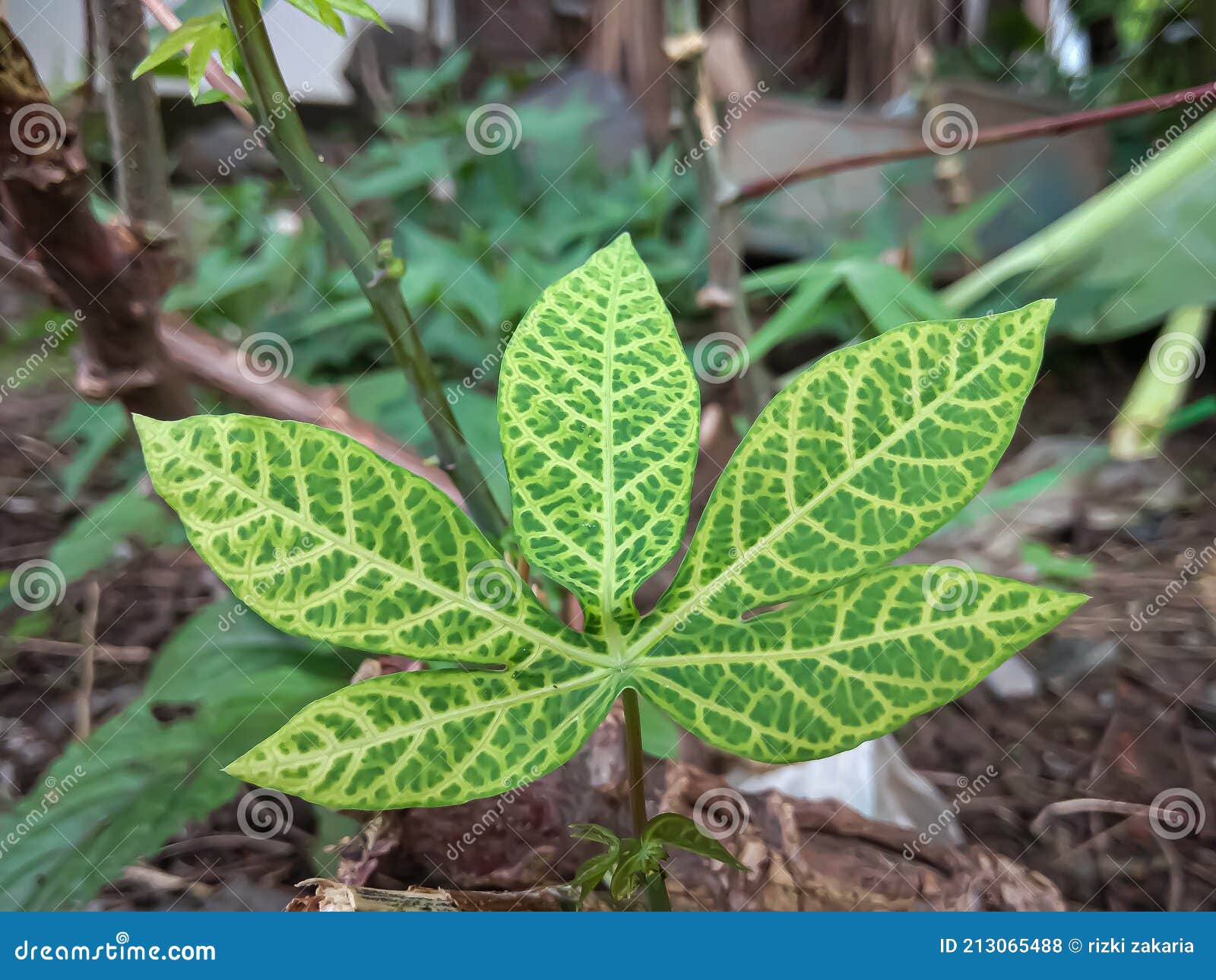 Beautiful Cassava Leaf Pattern Stock Photo - Image of herb, tree: 213065488