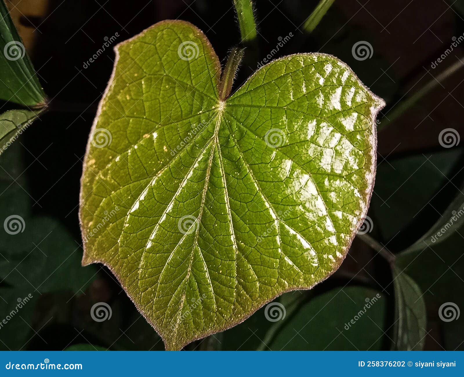 The Beautiful Cassava Leaves in the Night View Stock Photo - Image of ...