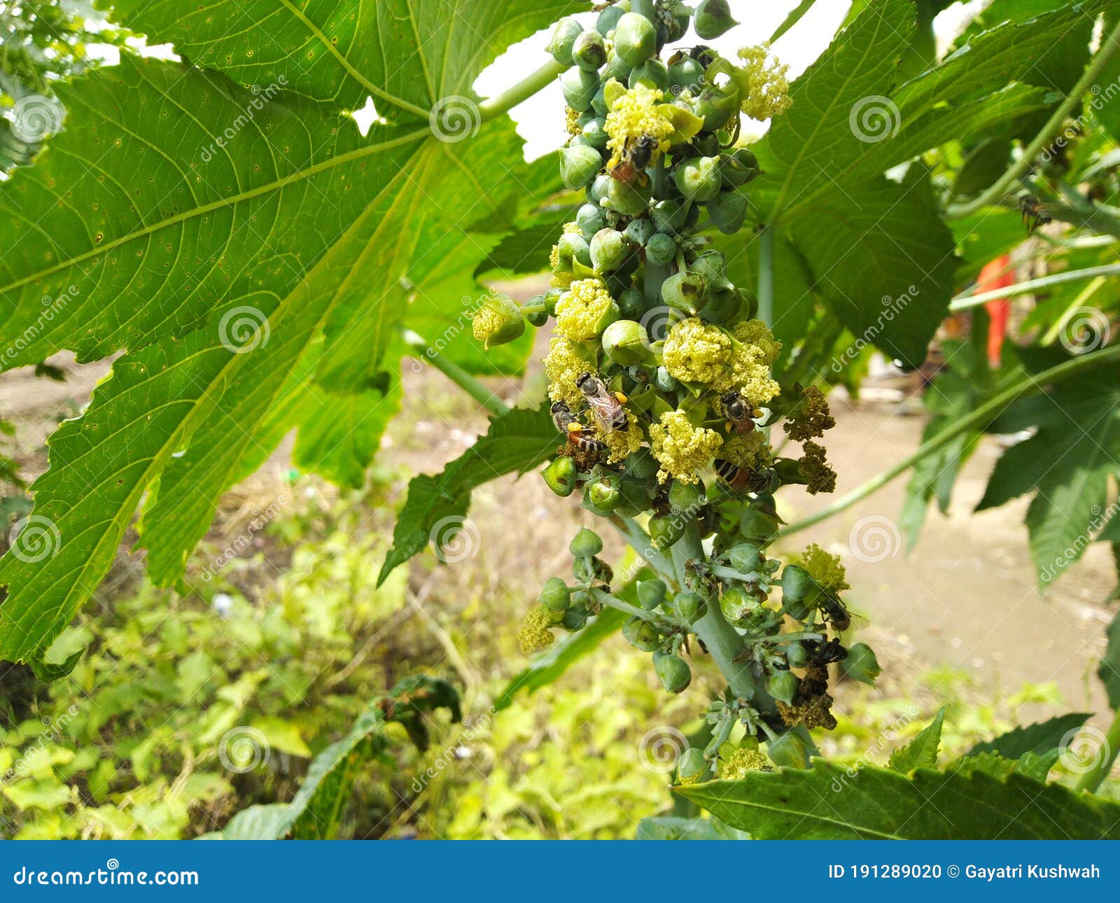 Beautiful caster flower stock photo. Image of blossom - 191289020