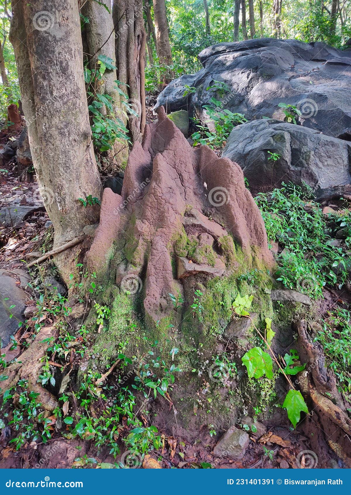 Beautiful Castle Like Anthill In Forest Made Out Of Mud By Ant And ...