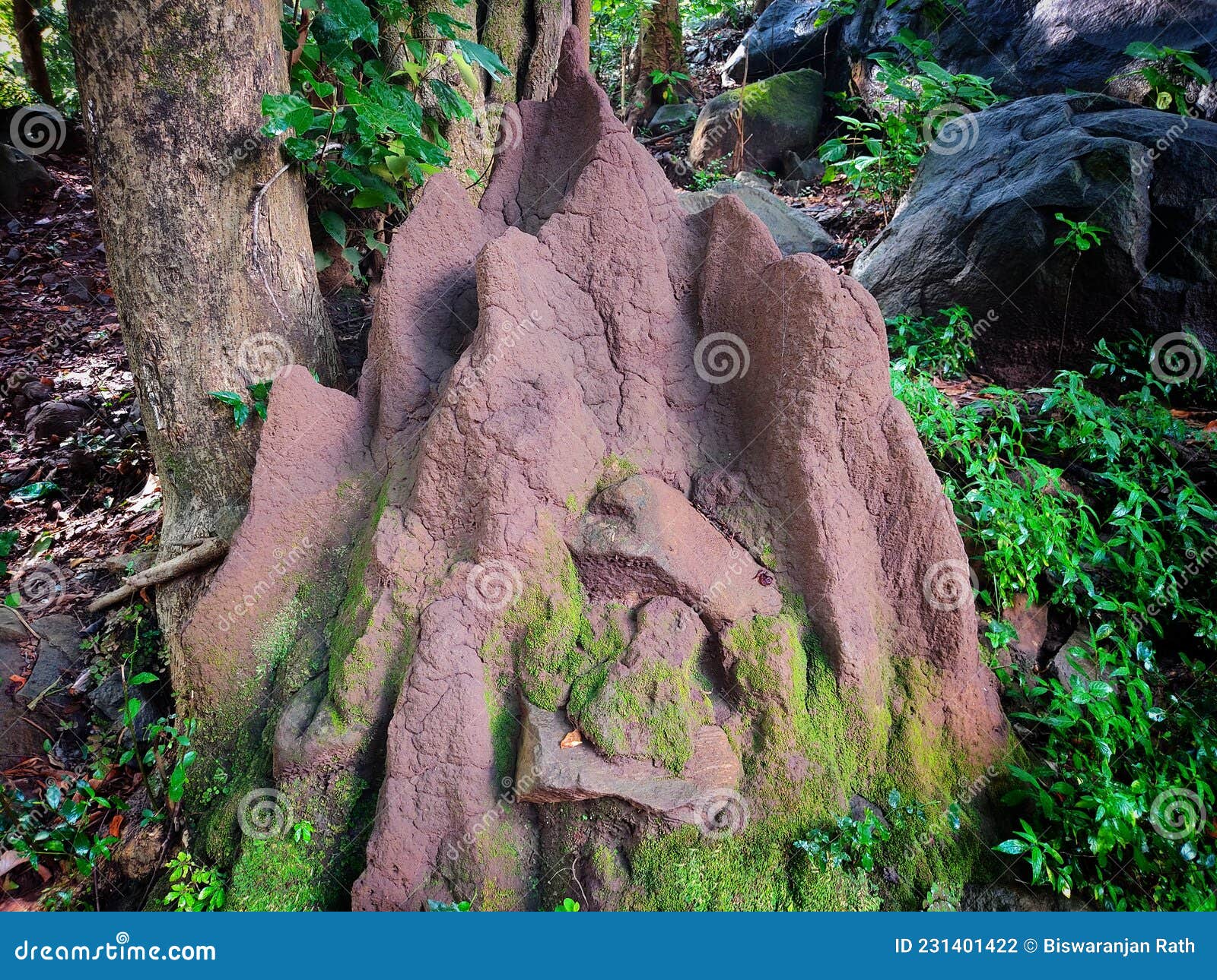 Beautiful Castle Like Anthill In Forest Made Out Of Mud By Ant And ...