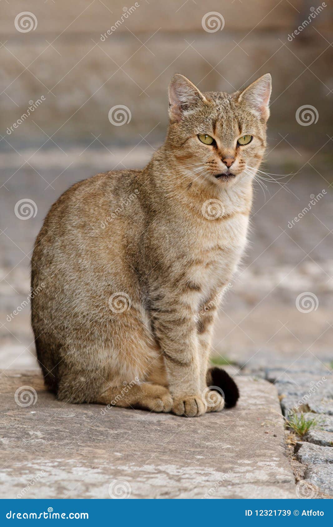 Beautiful cat stock image. Image of sitting, view, pets - 12321739