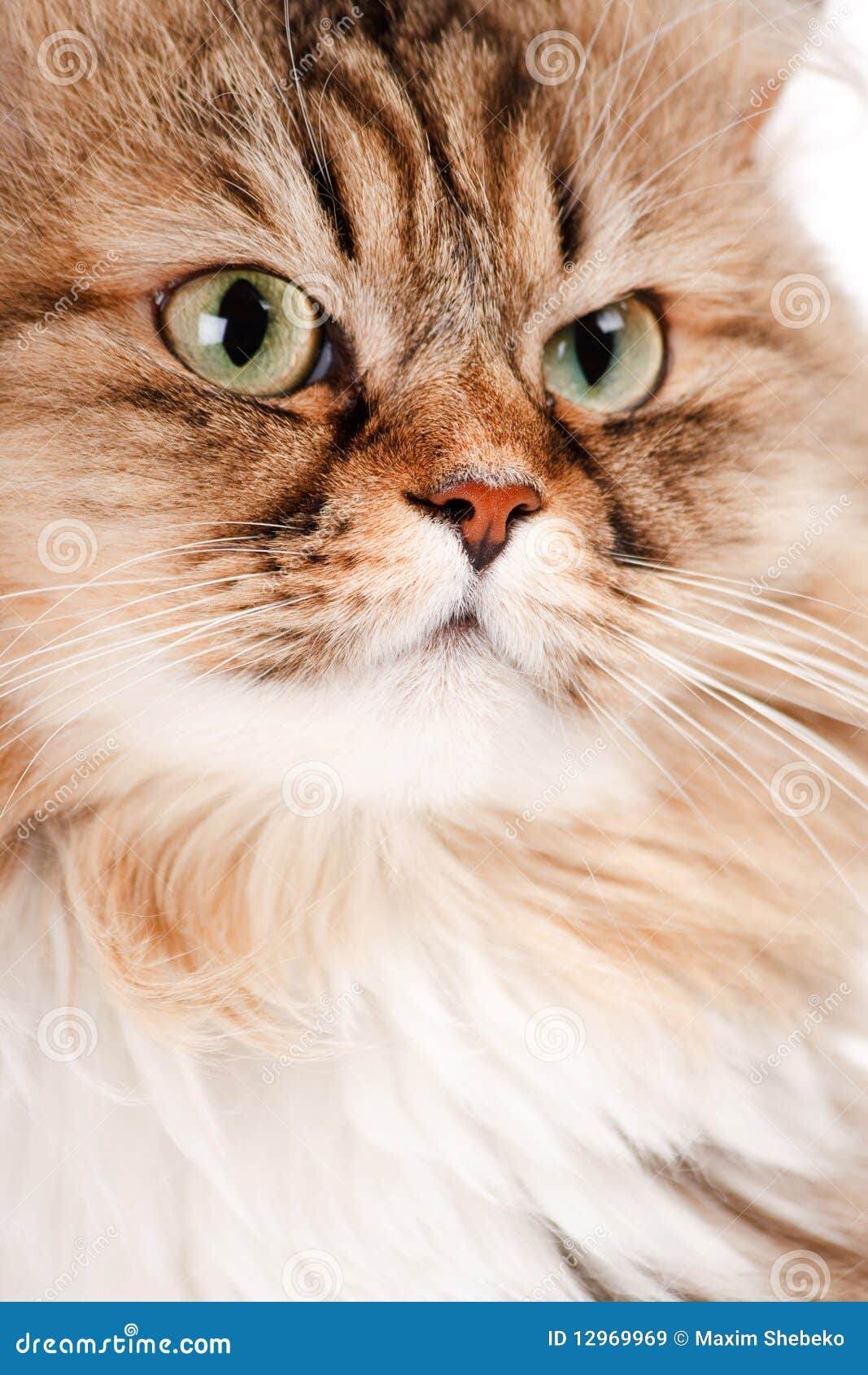 Beautiful cat stock image. Image of face, watchful, mustache - 12969969
