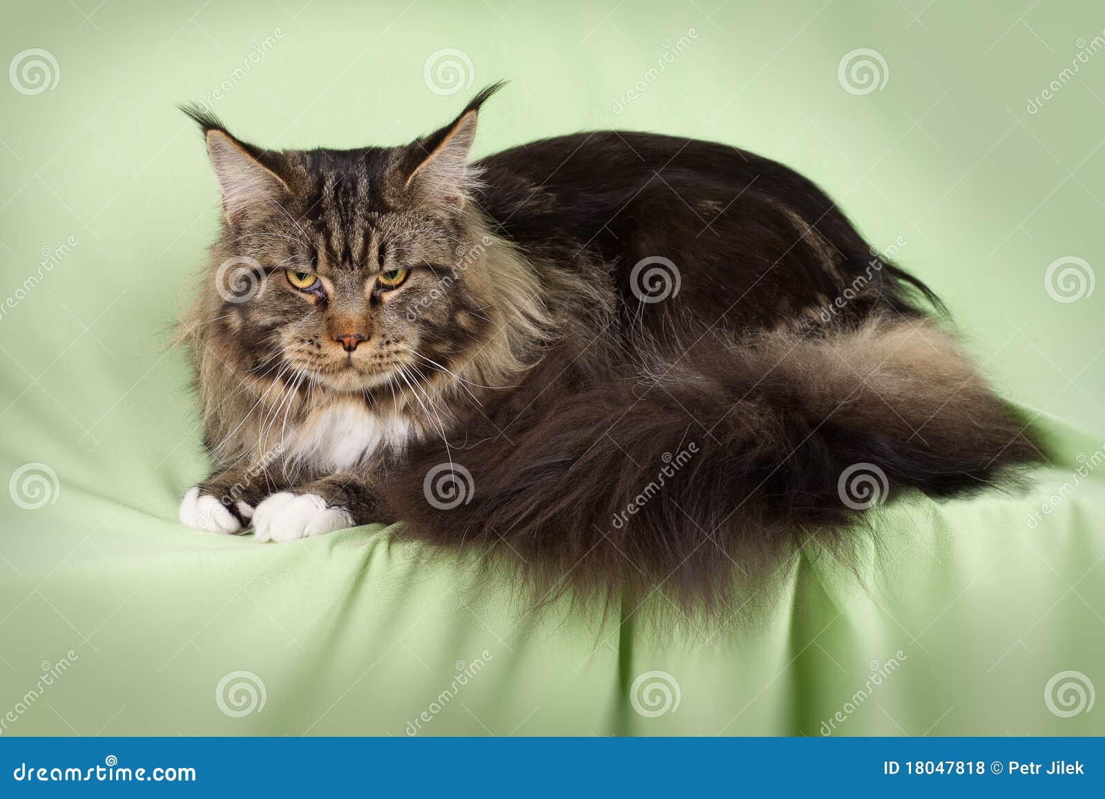 Beautiful cat stock photo. Image of pampered, purebred - 18047818