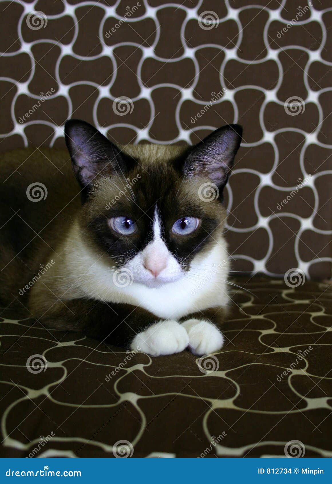 Beautiful cat (2) stock photo. Image of features, kittens - 812734