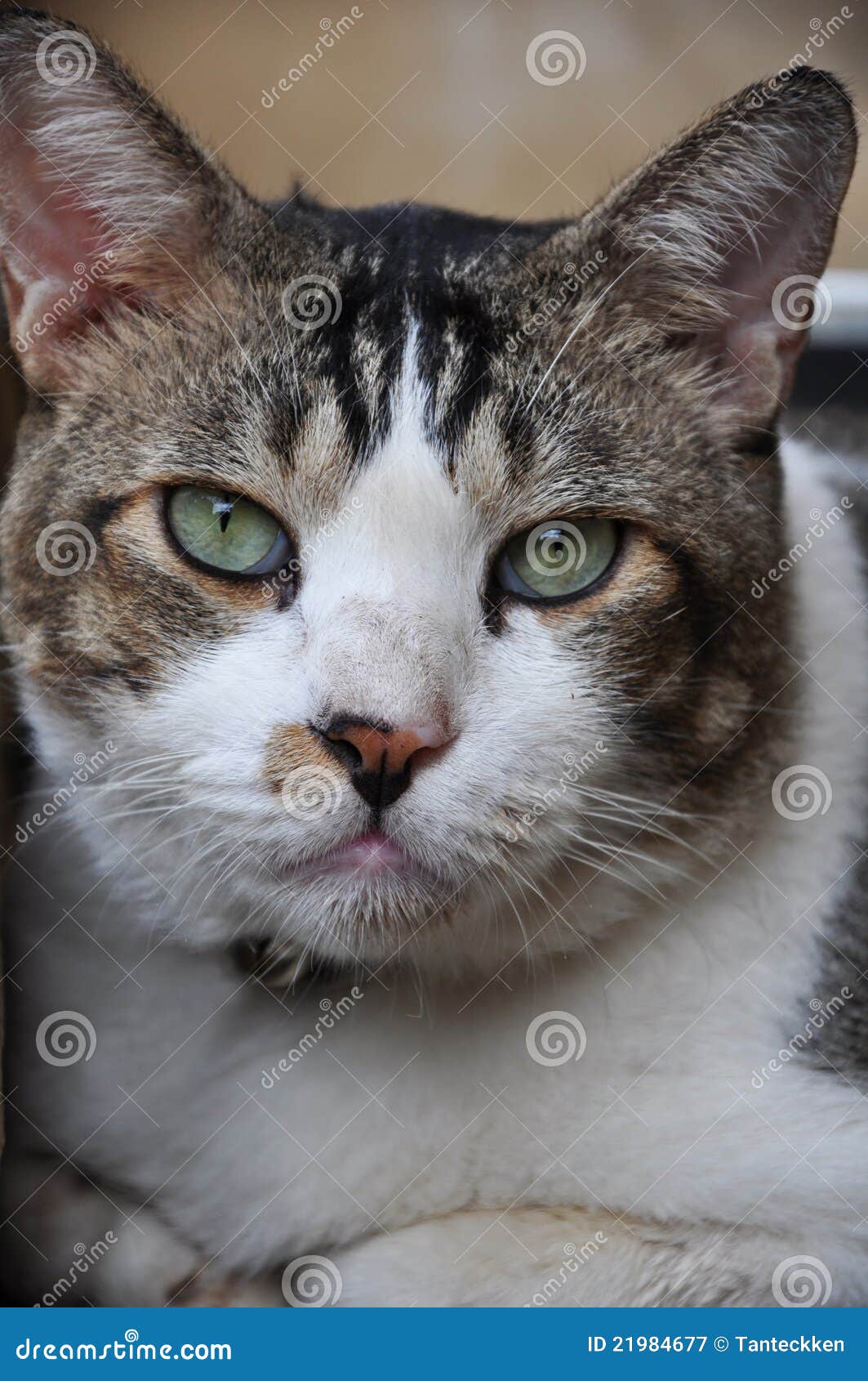 Beautiful Cat stock image. Image of portrait, facial - 21984677