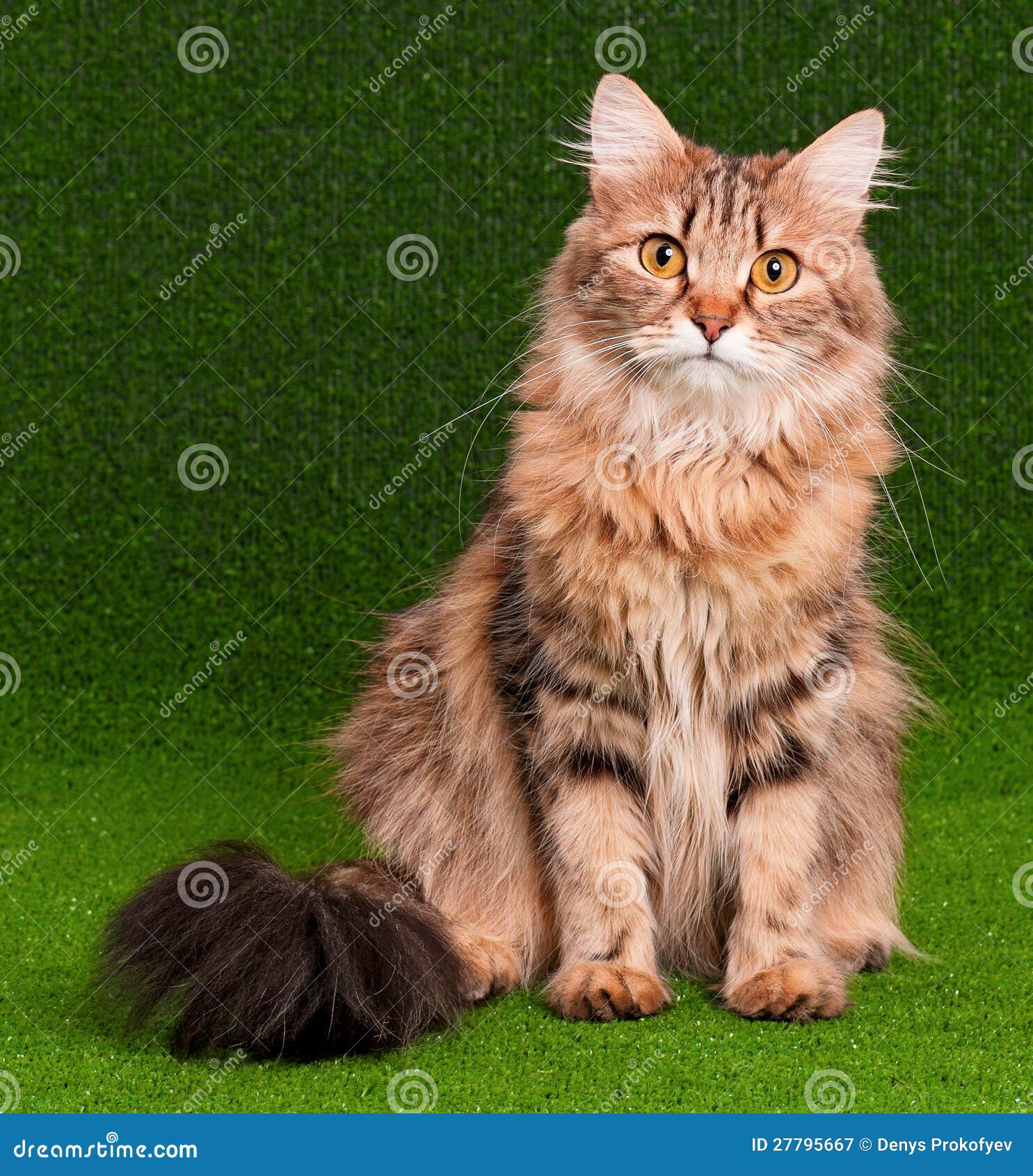 Beautiful cat stock image. Image of pedigree, funny, pedigreed - 27795667