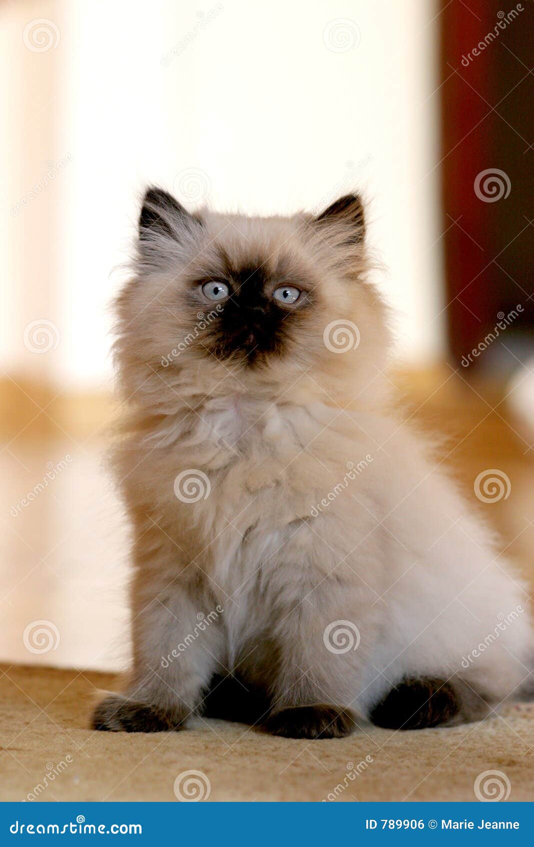 Beautiful Cat stock photo. Image of nice, detail, face - 789906