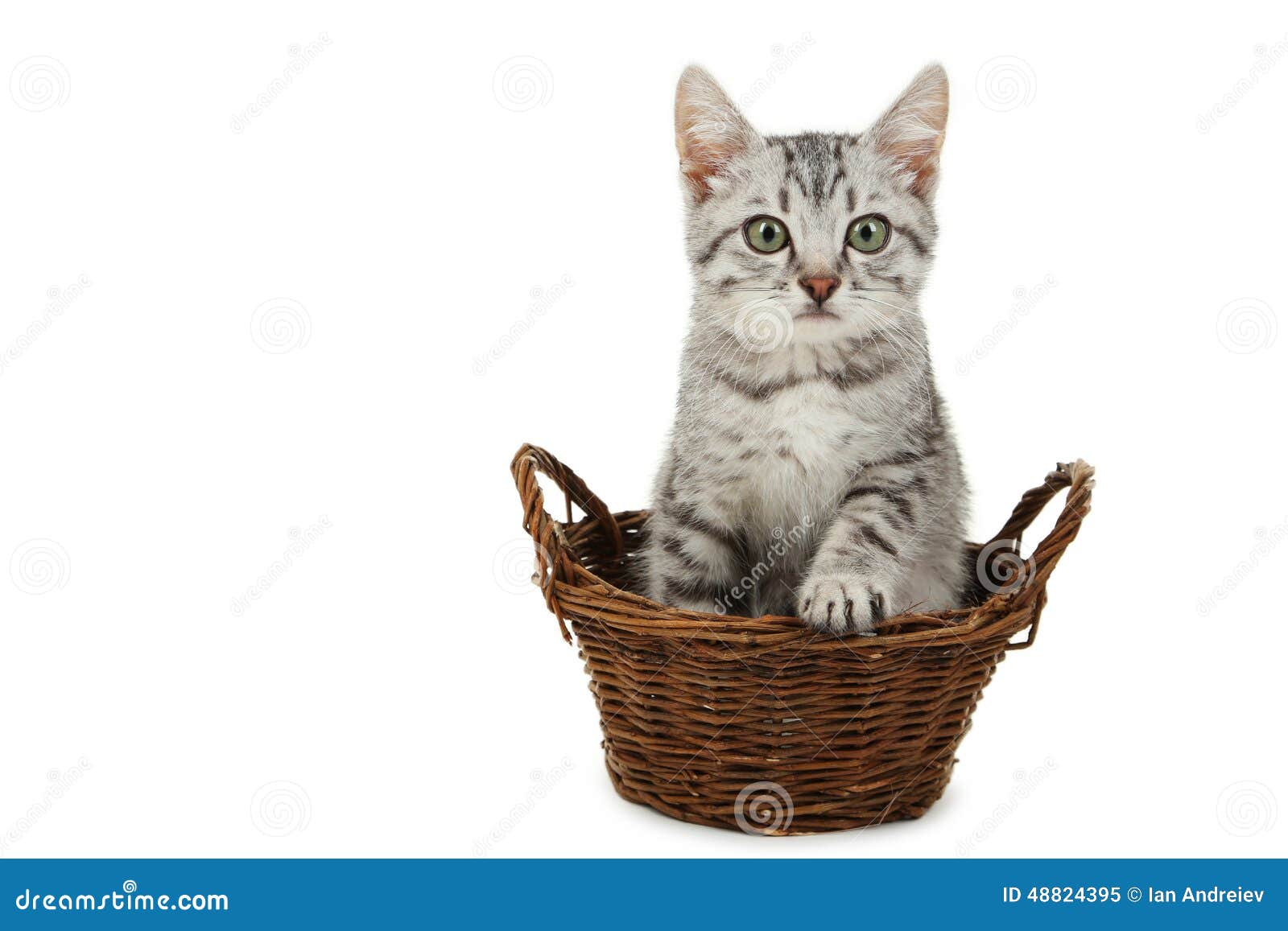Beautiful Cat in Basket Isolated on a White Stock Image - Image of ...