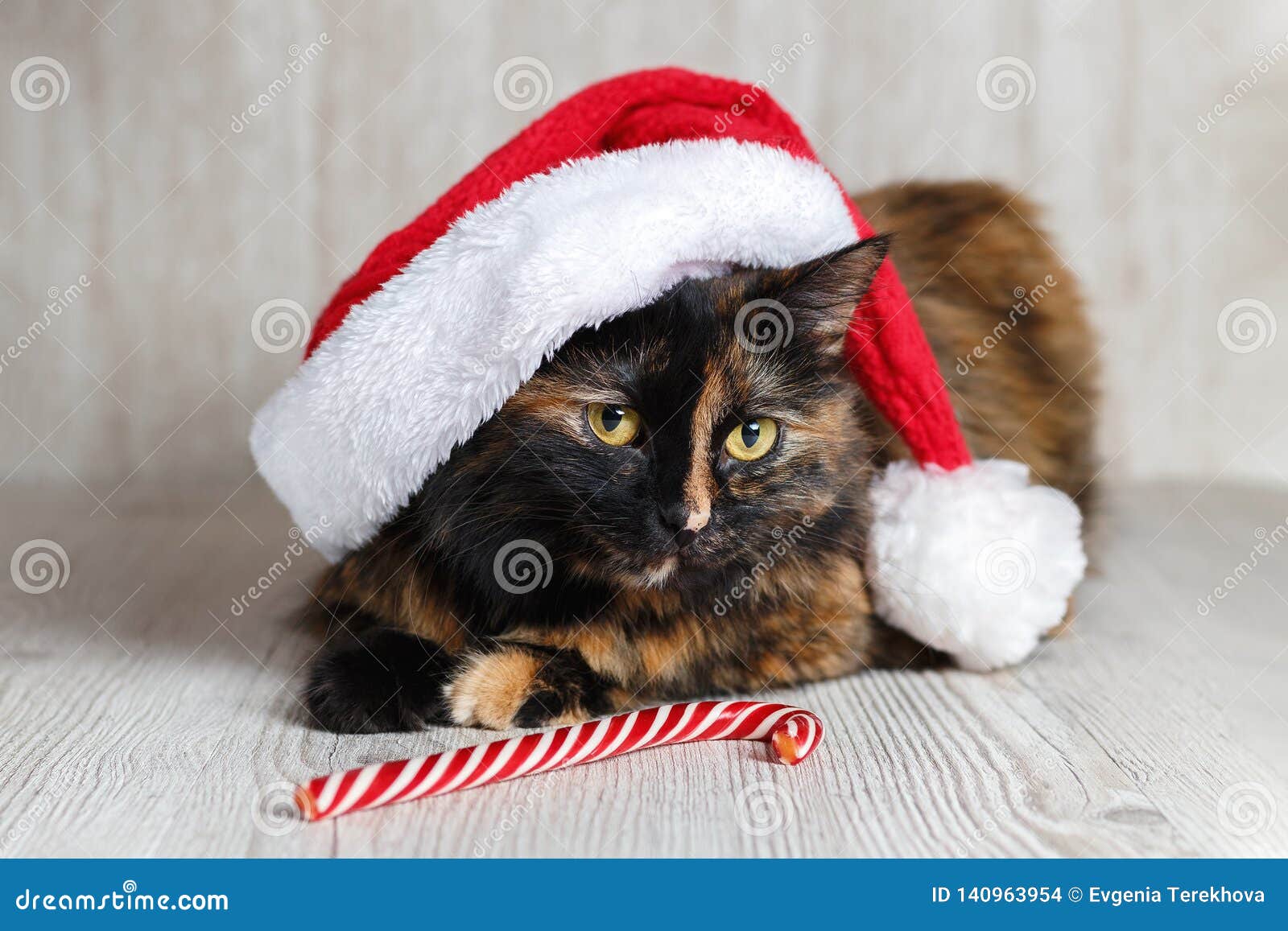 Beautiful Cat in a Christmas Cap and Candy Cane Stock Photo - Image of ...