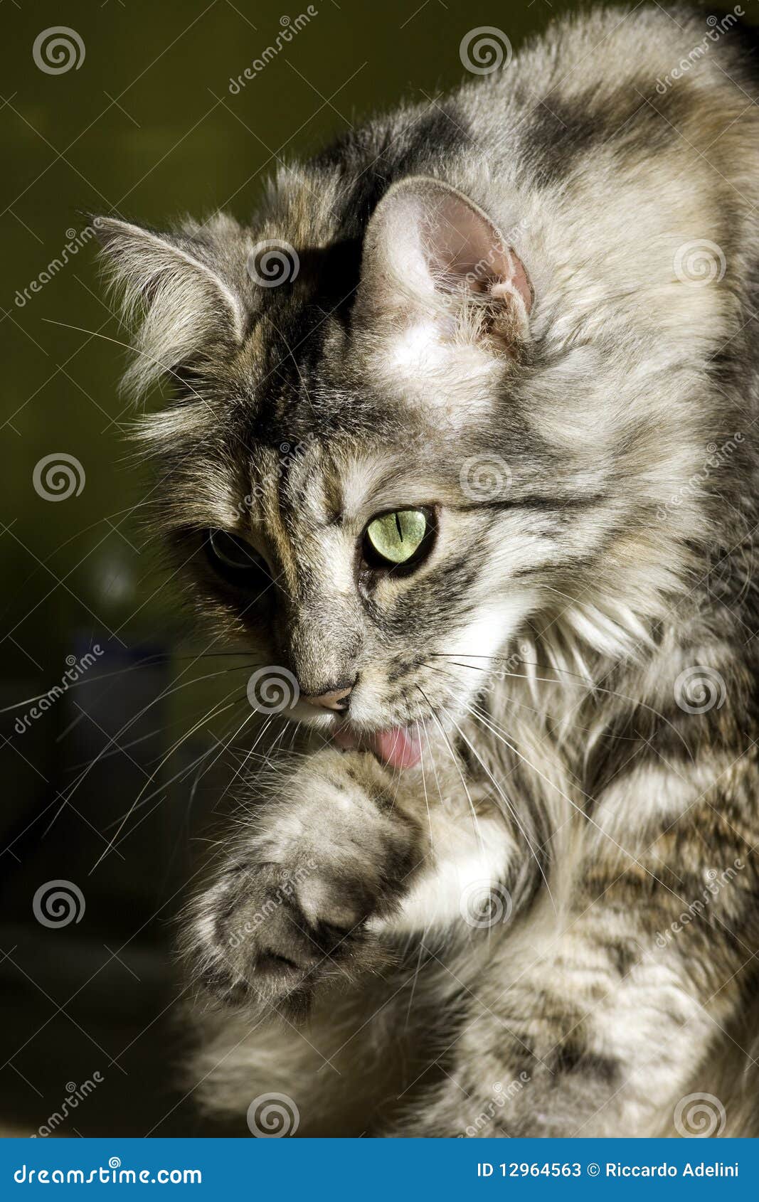 Beautiful Cat Cleaning Itself Stock Image - Image of cool, short: 12964563