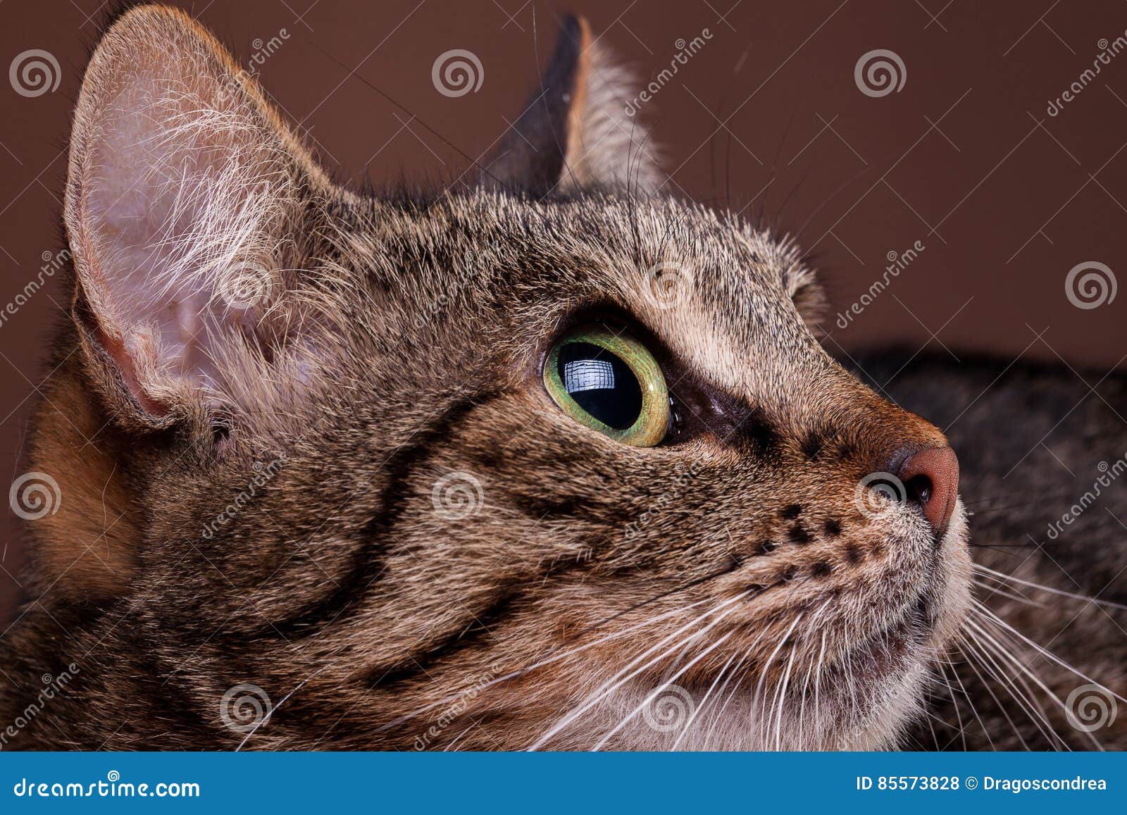 Beautiful Cat in Close Up Photo Stock Photo - Image of adult, face ...