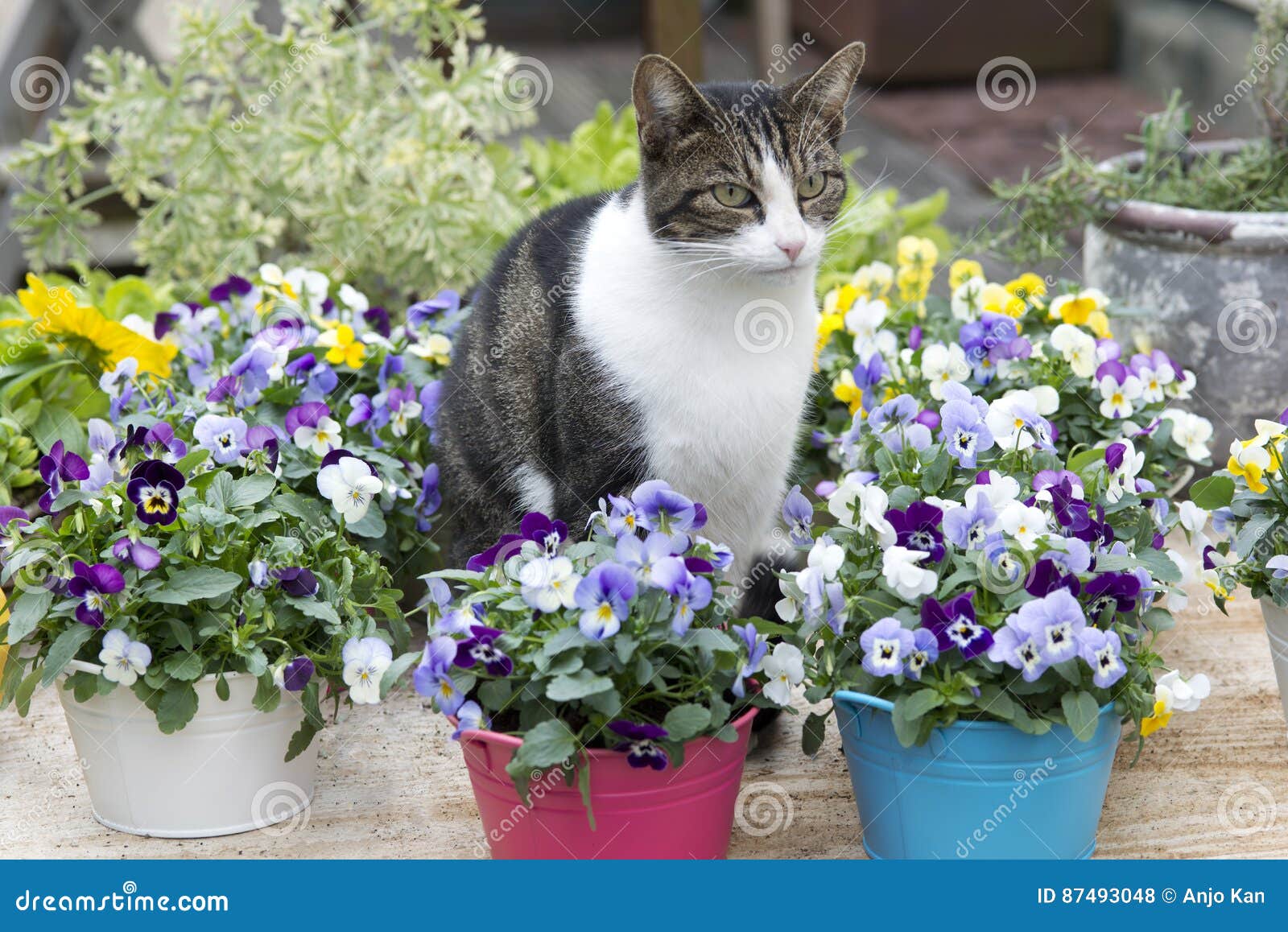 Beautiful Cat in between Colored Pansy Flowers Stock Photo - Image of ...