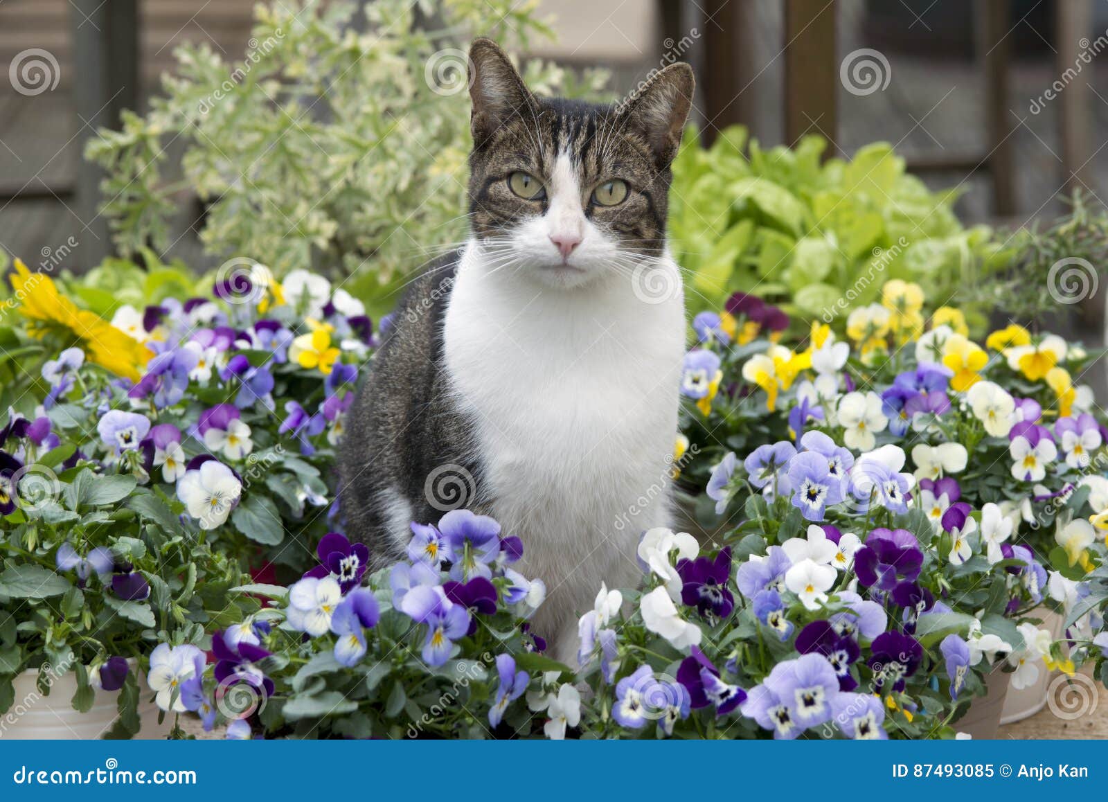 Beautiful Cat in between Colored Pansy Flowers Stock Image - Image of ...