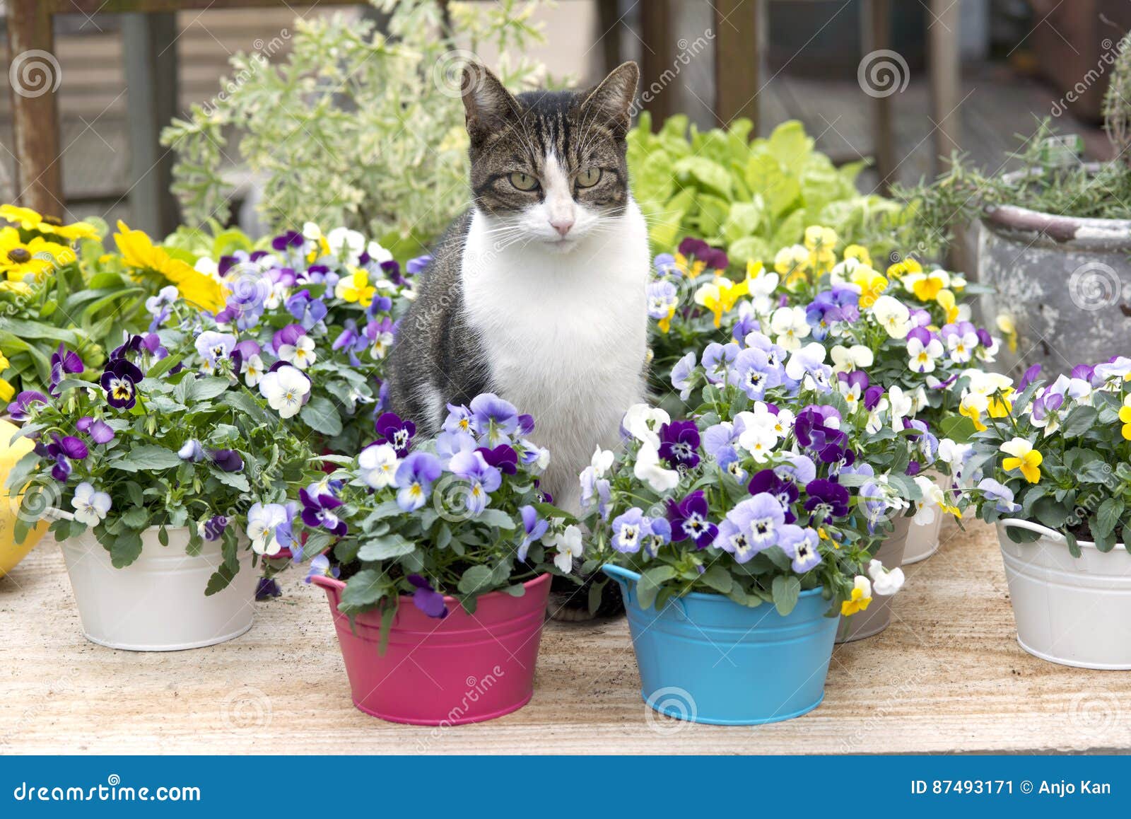 Beautiful Cat in between Colored Pansy Flowers Stock Image - Image of ...