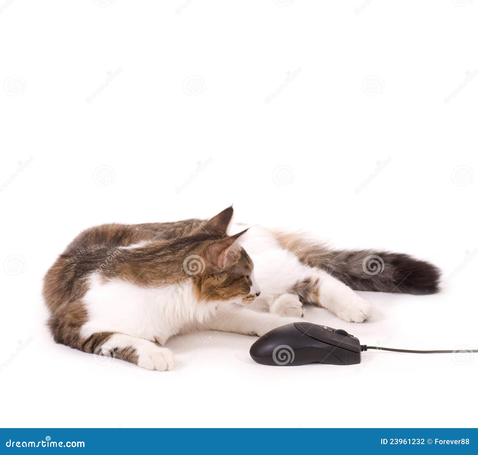 Beautiful Cat with Computer Mouse Stock Photo - Image of animal, full ...